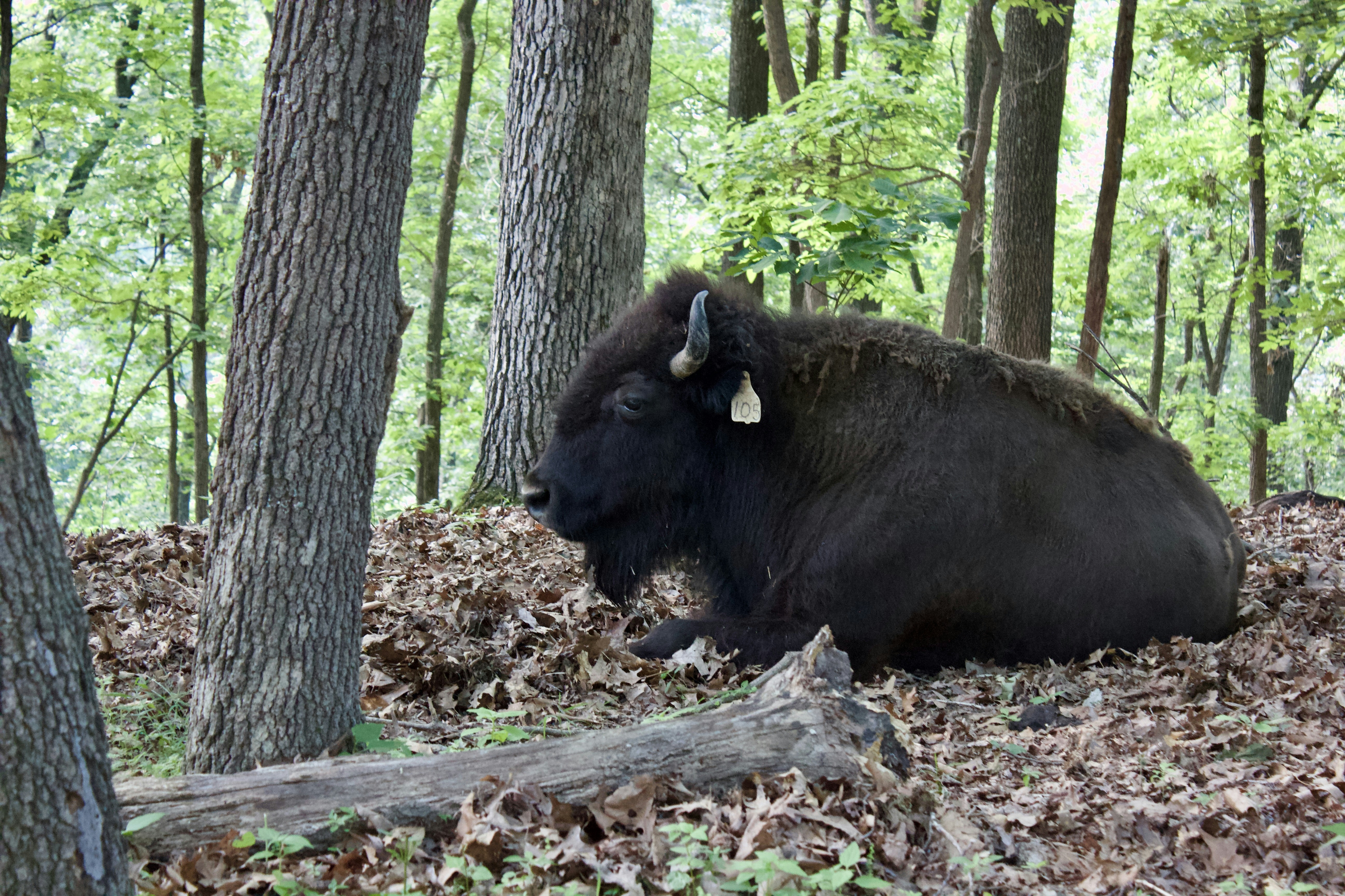 Midday Moment: A lone plains bison resting among fallen leaves