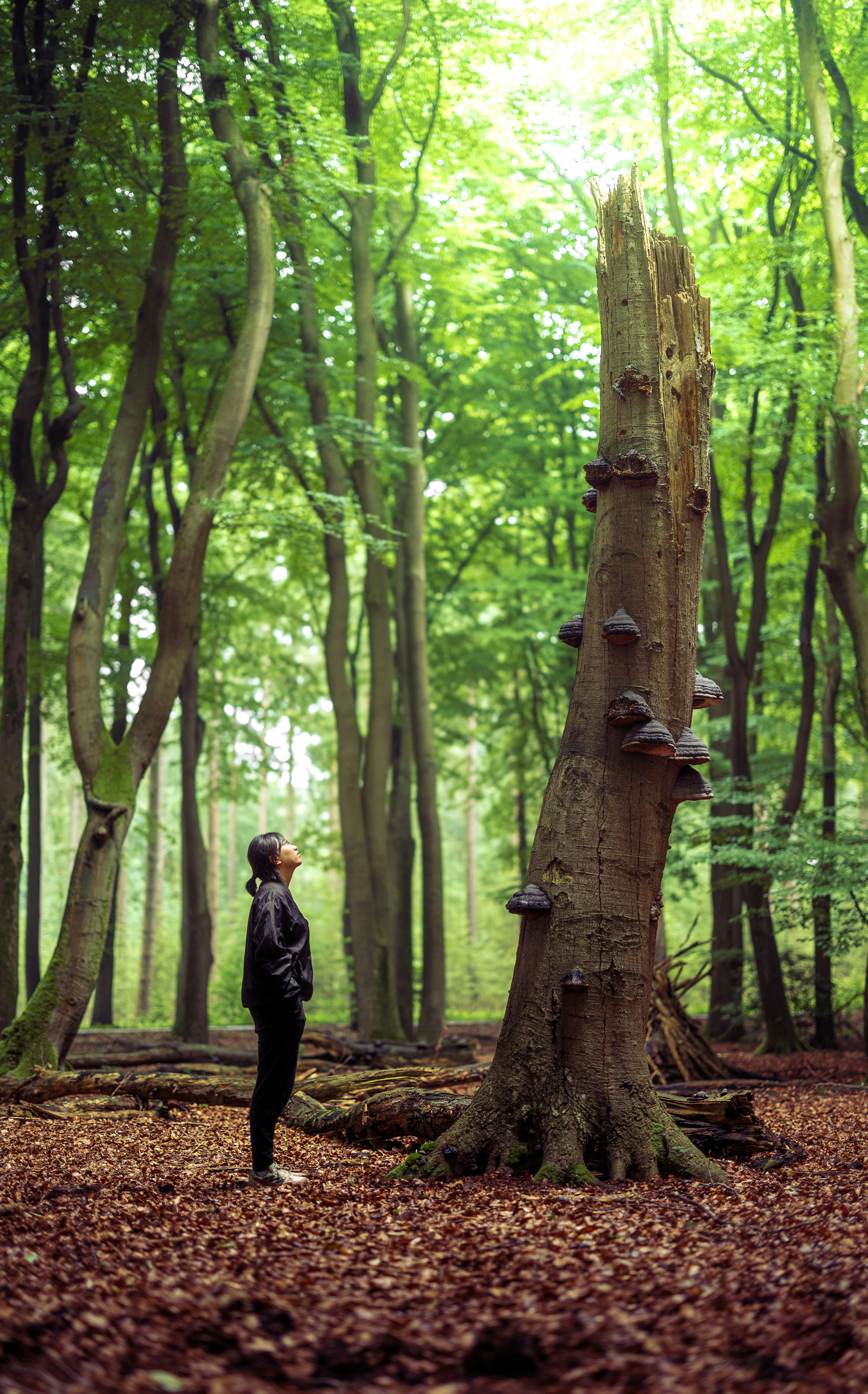 Whispering Giants: A Listener in the Forest