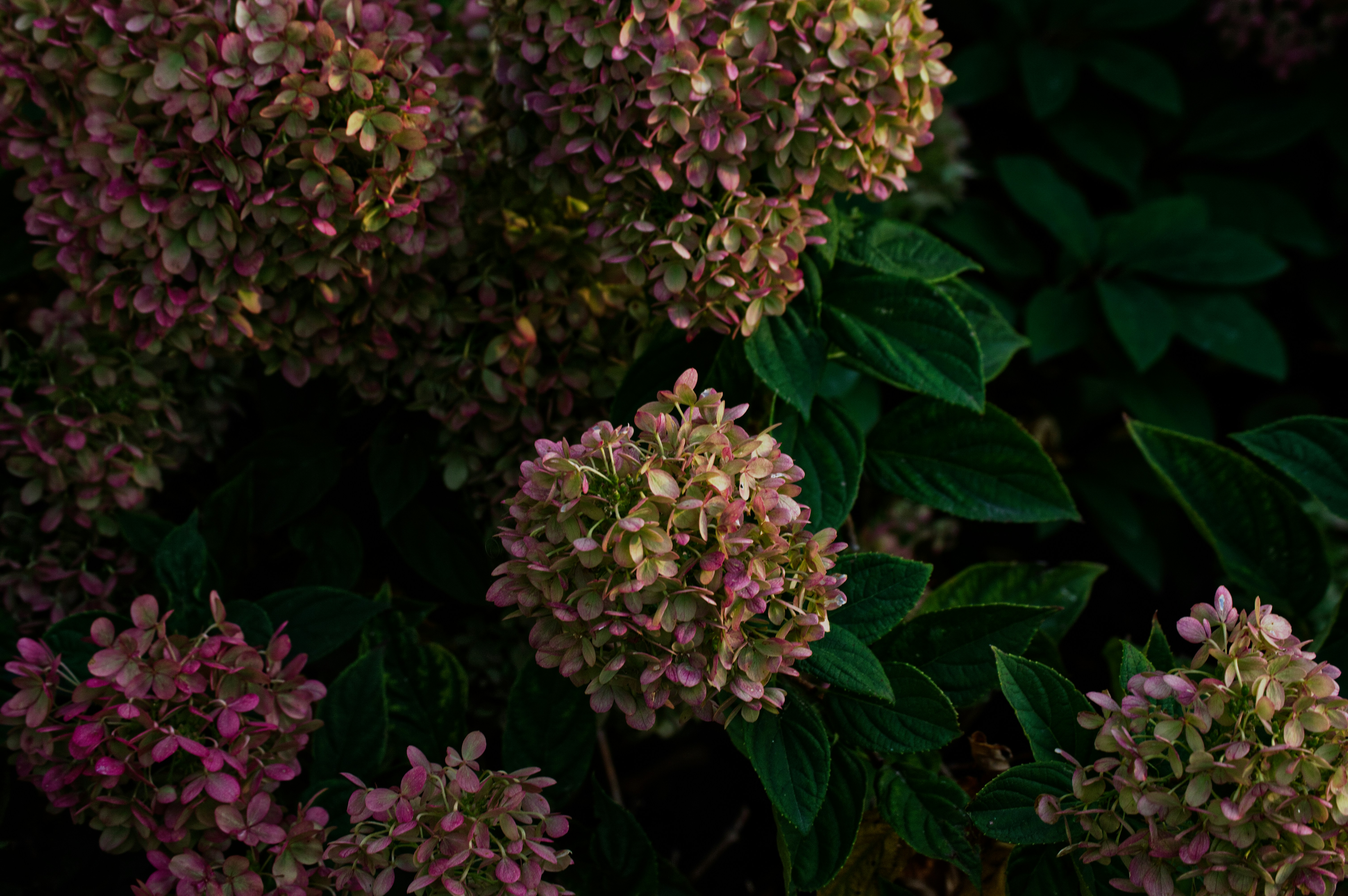 Floral Core: Hydrangea Clusters Nestled in Shadowed Green