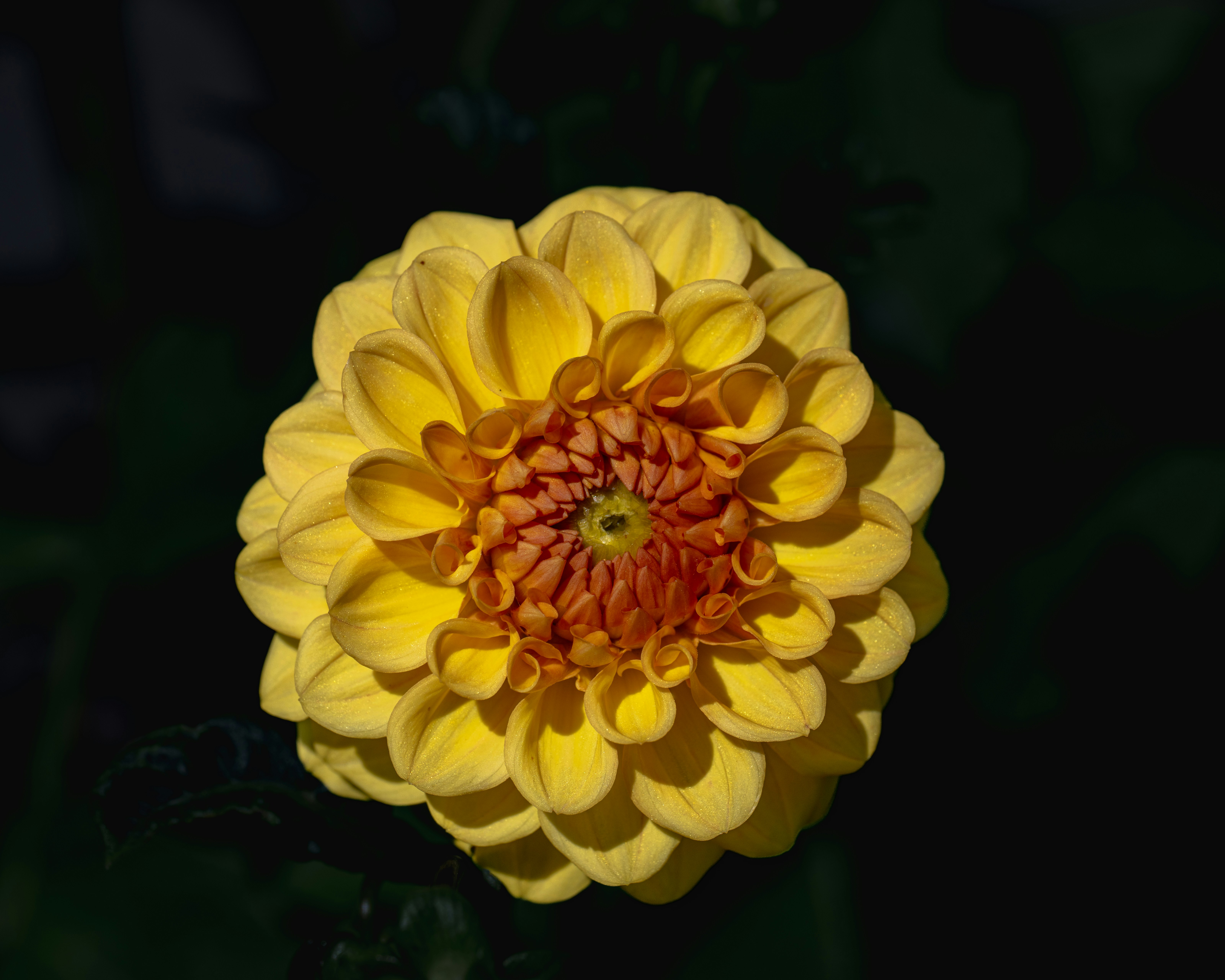 Golden Bloom in Velvet Darkness