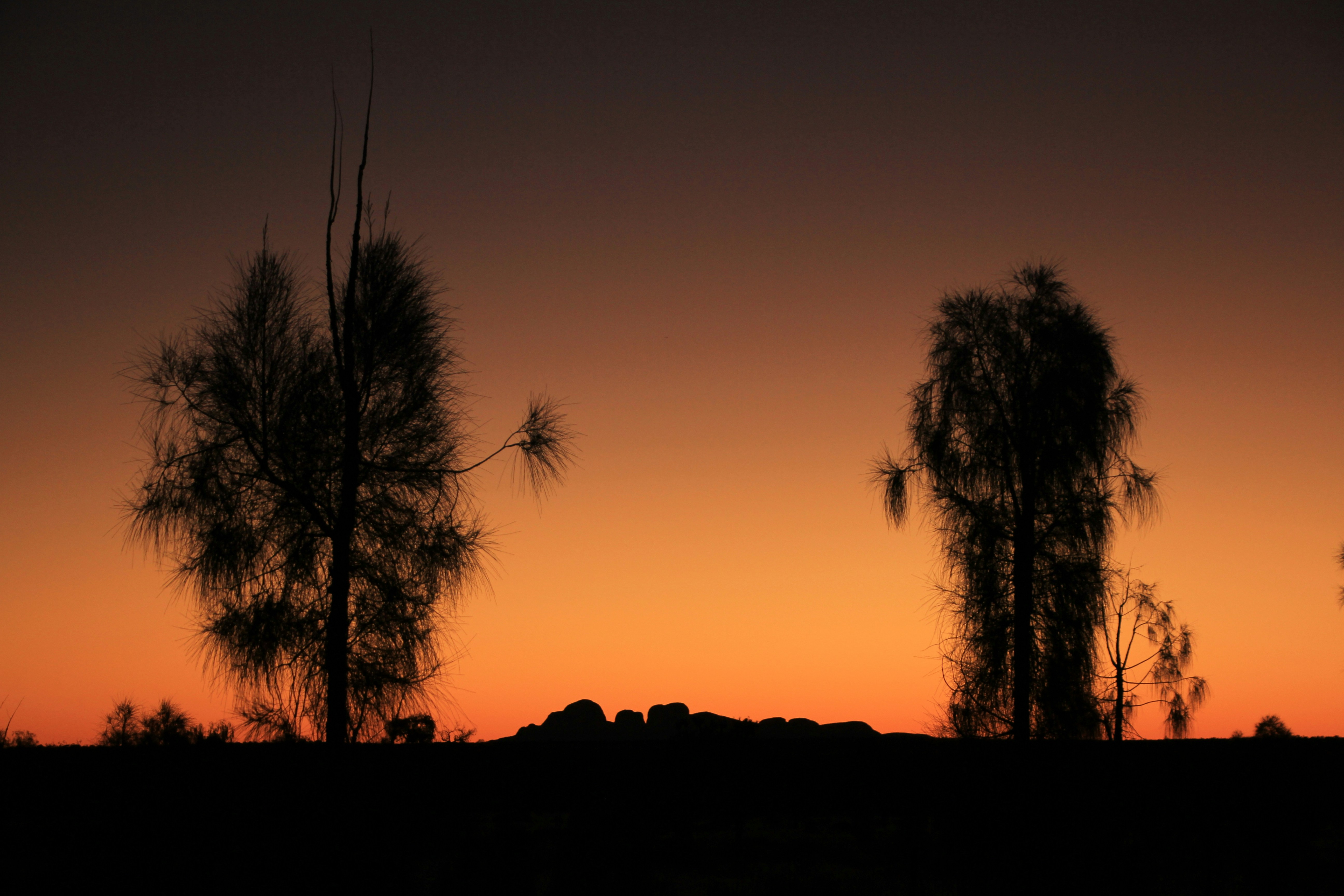 Silhouetted trees at a copper-hued horizon