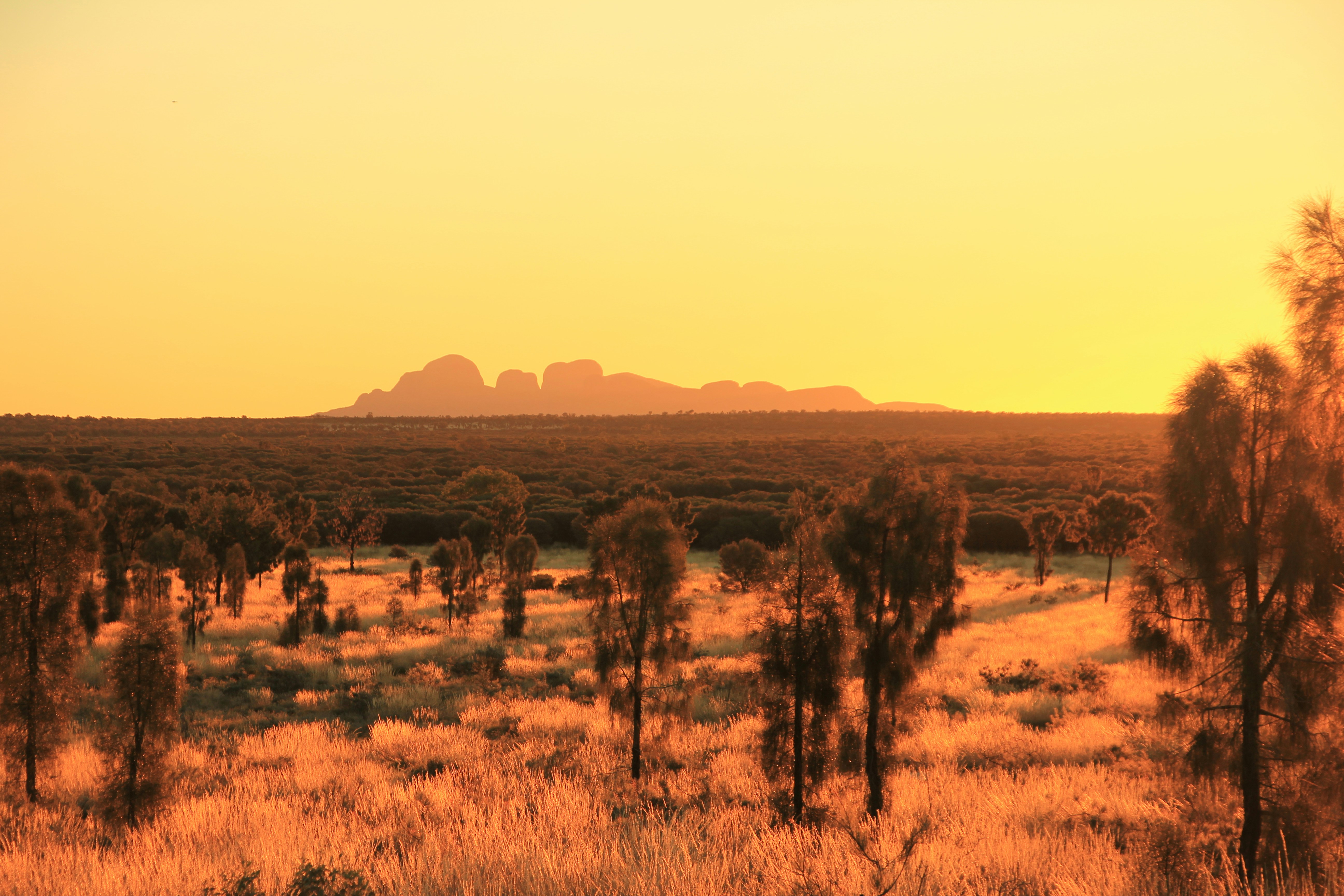 Desert Horizon at Dusk: Silhouetted Scrub Under a Sunlit Dome