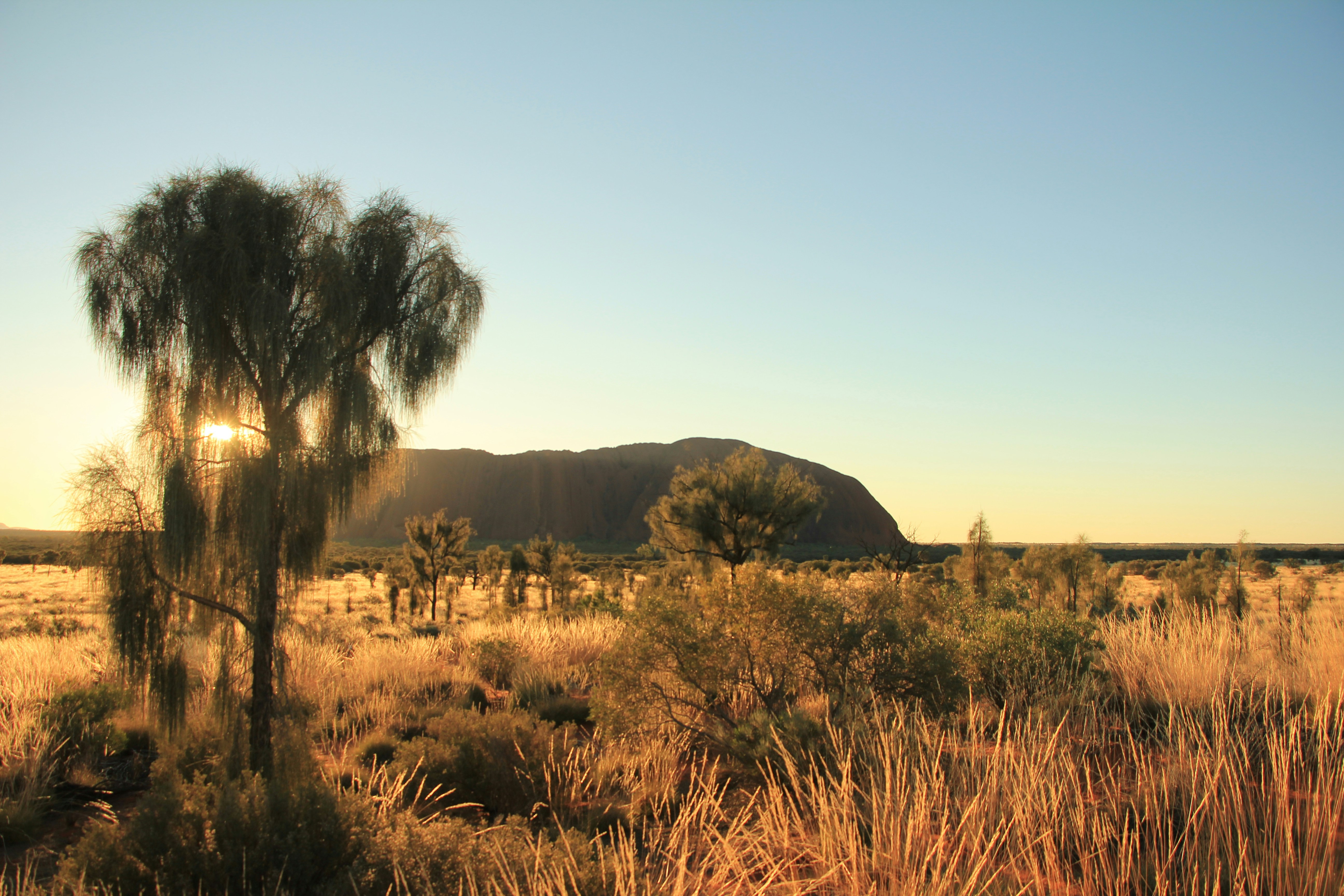 Sunlit Outback: The Silhouette Tree and Dome in Golden Grass
