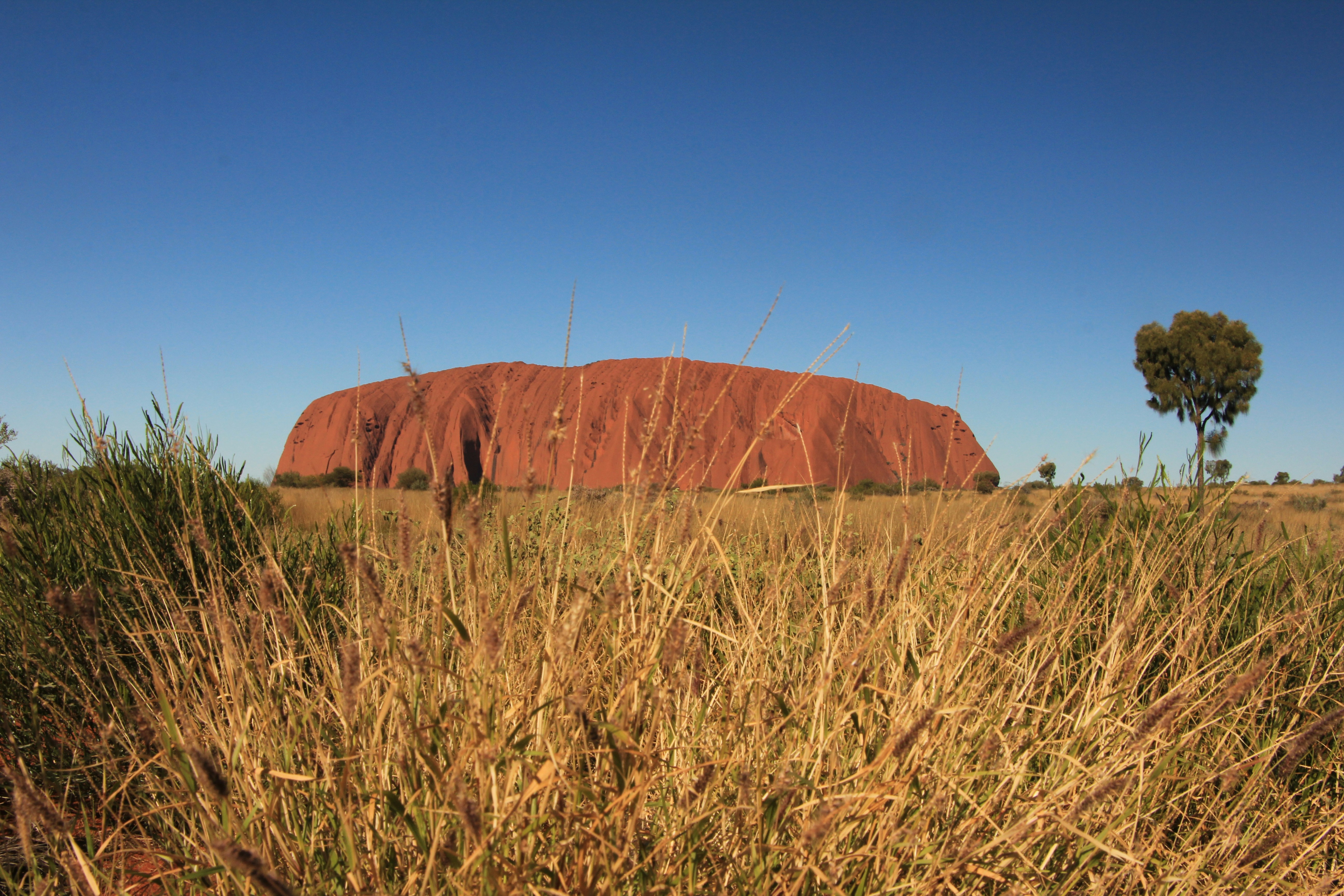 Uluru-like Monolith Rising Above Golden Grass