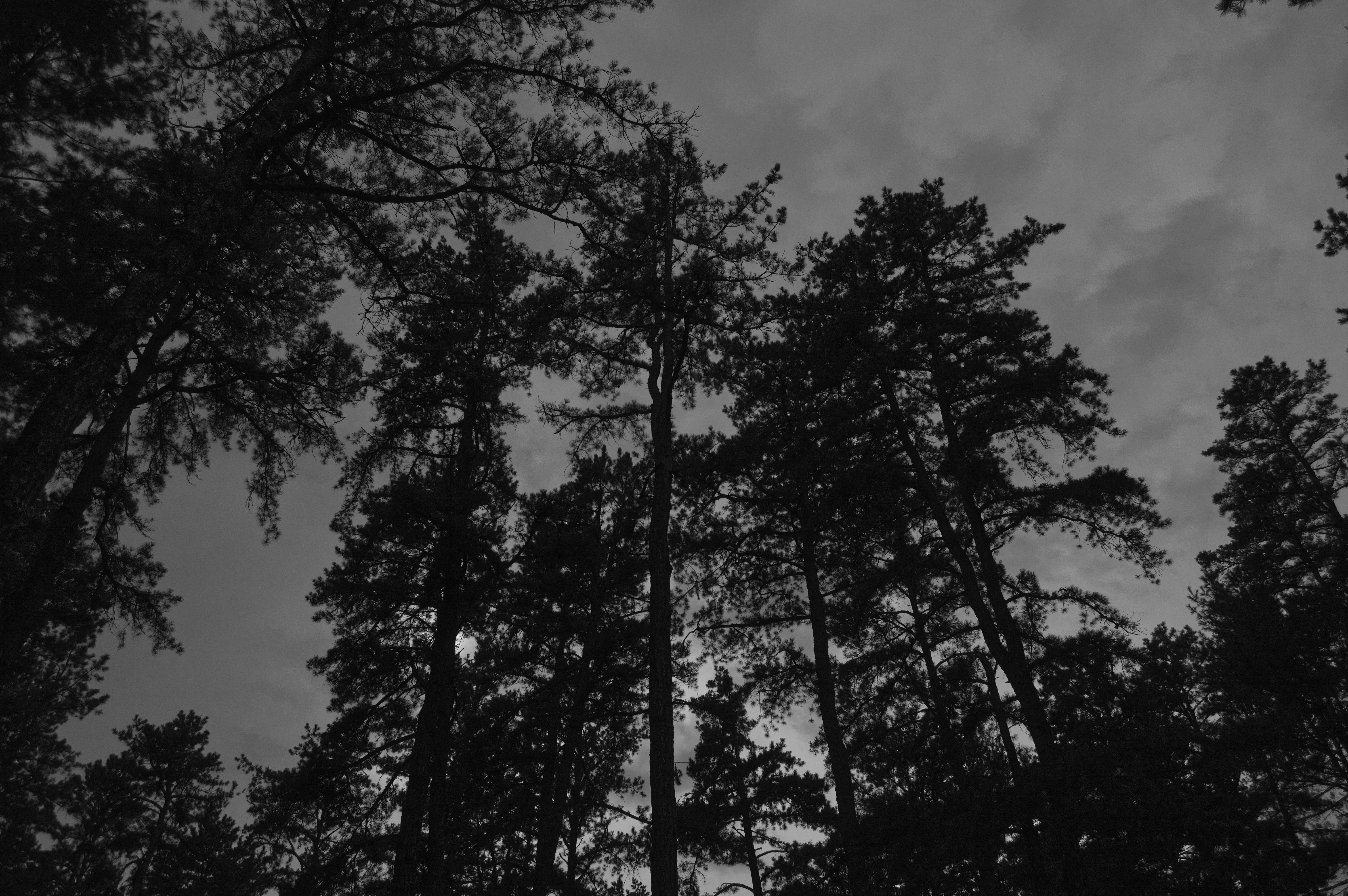 Tall Pines under a Dusk Sky