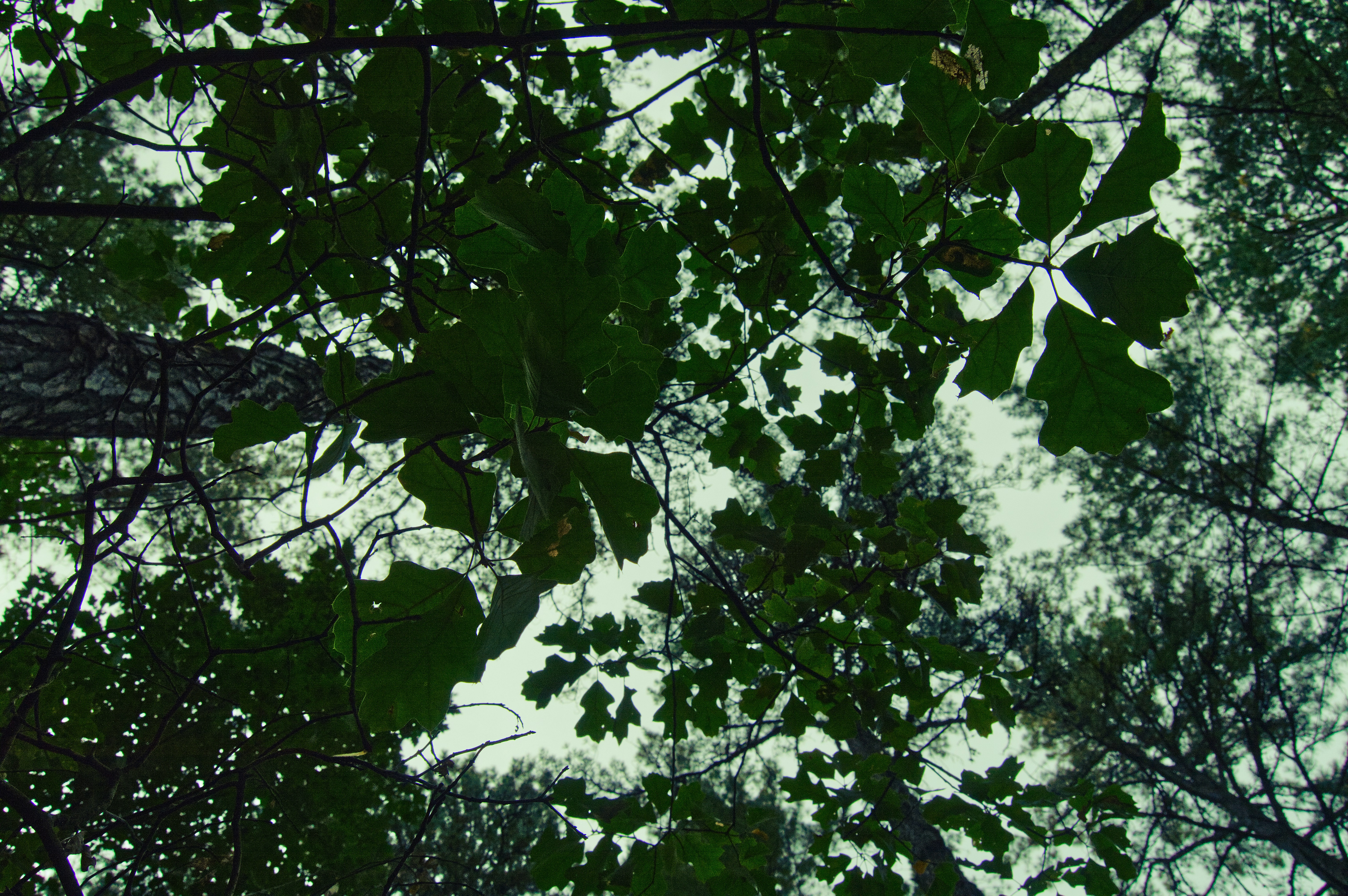 Canopy Convergence: Leaves Against a Skyscape of Green