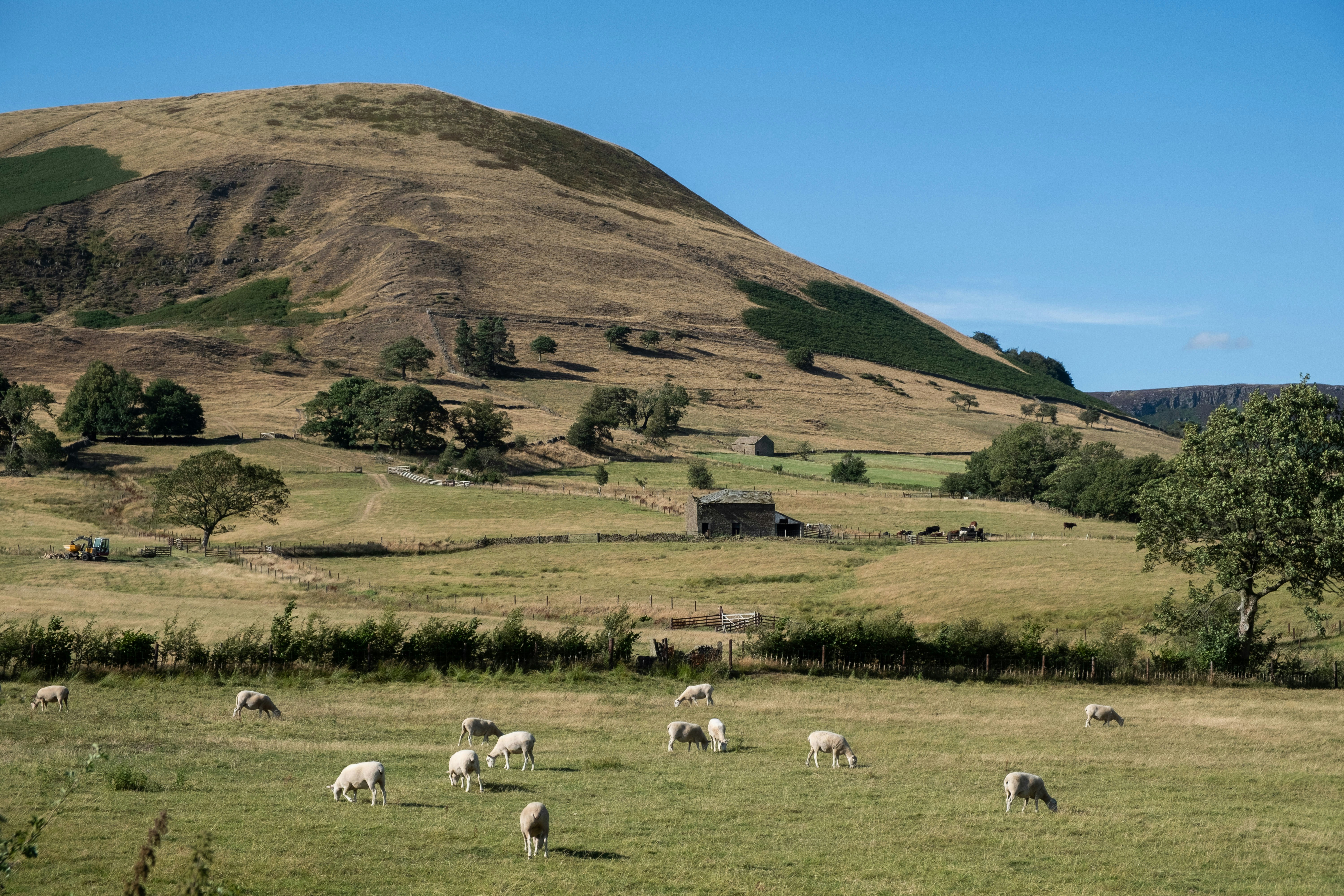 Rolling hillside pasture with scattered sheep in a sunlit valley and a lone barn, under a clear blue sky.