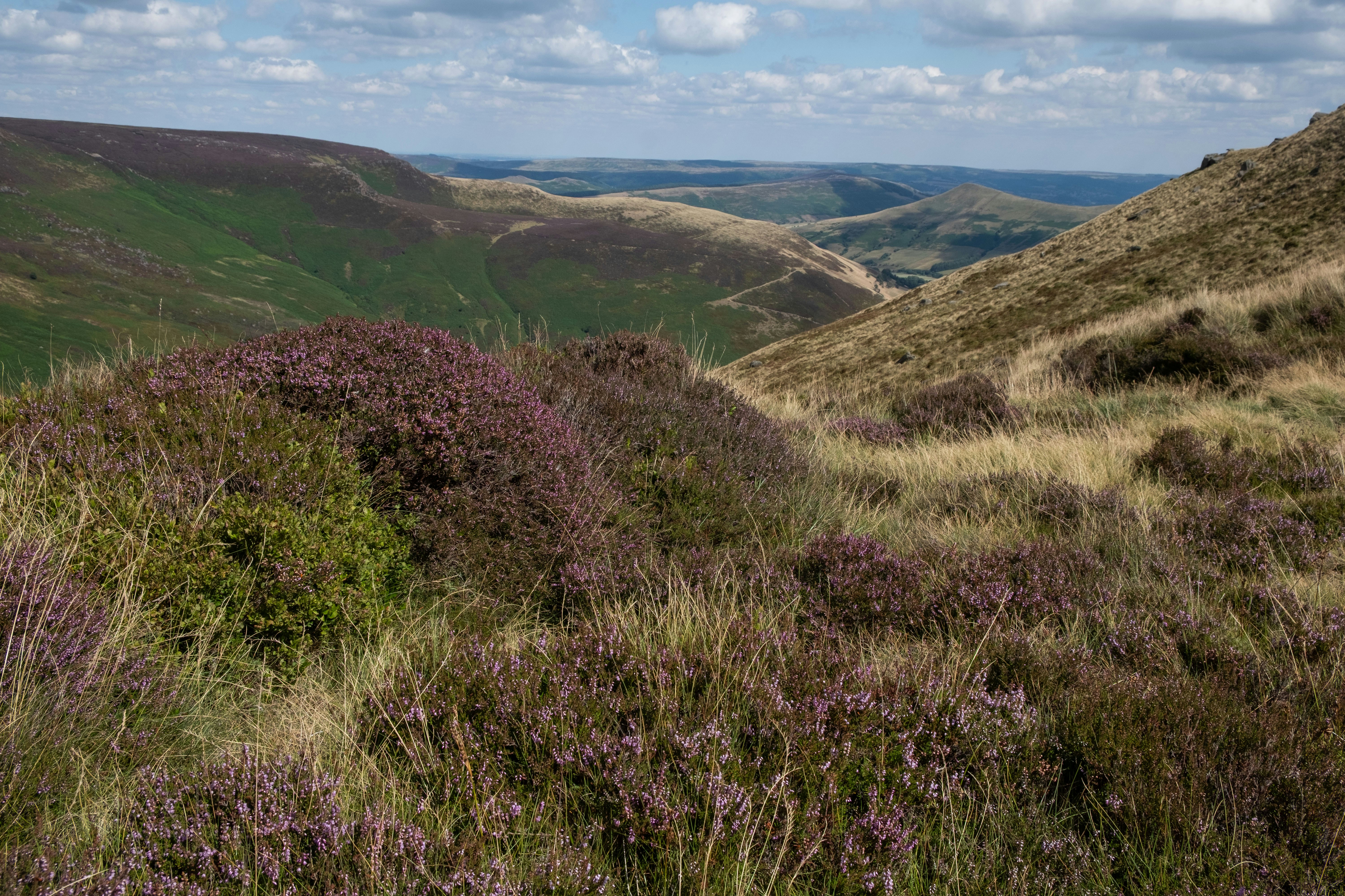 Purple Heather Overlook: A Quiet Valley Between Hills