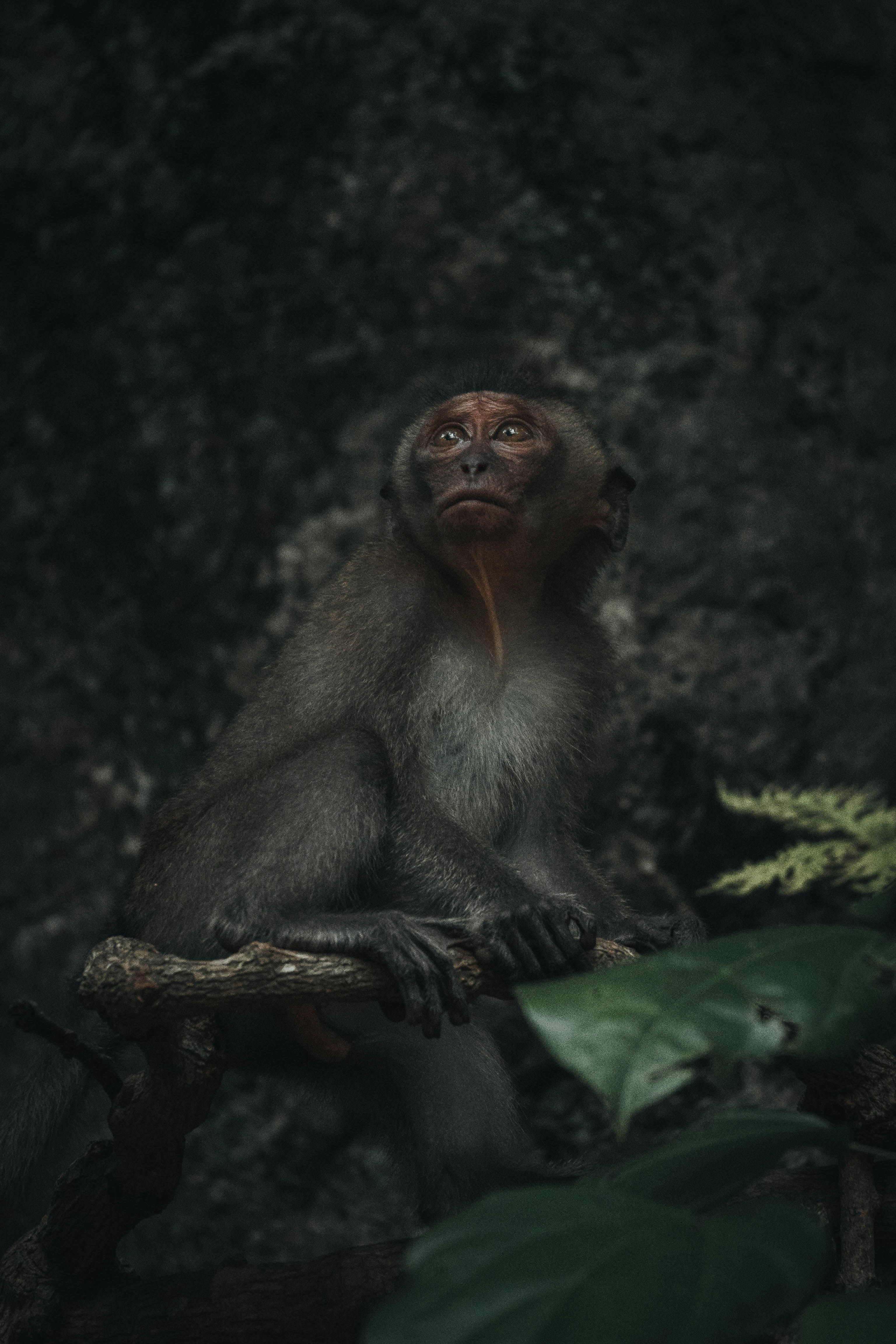 Curious Gaze: A Vivid Portrait of a Monkey in the Shadowed Canopy