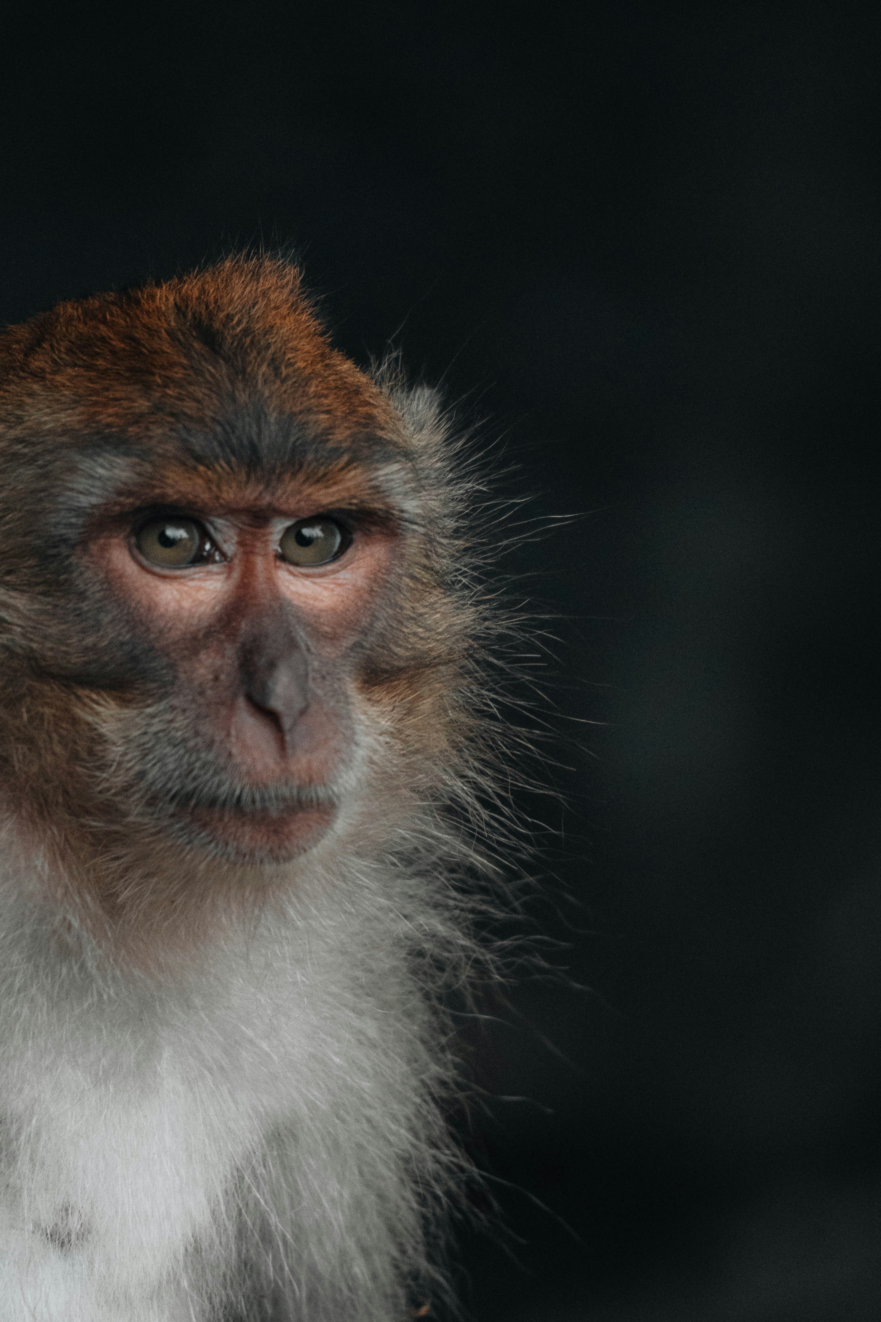 Portrait of a Primed Gaze: The Hamadryas Bét Under Soft Shadow