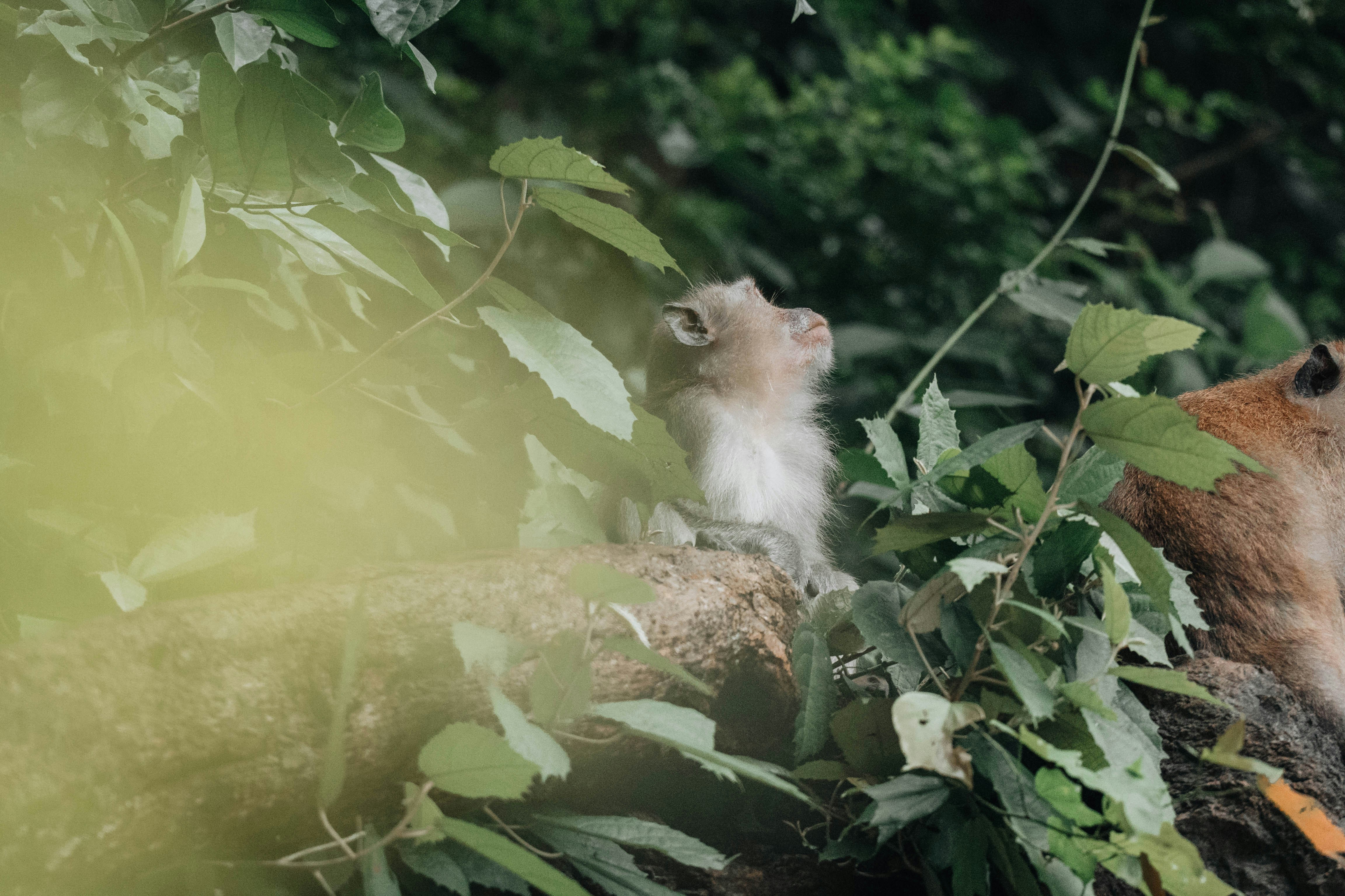 Curious Proportions: A Little Monk in the Green Canopy