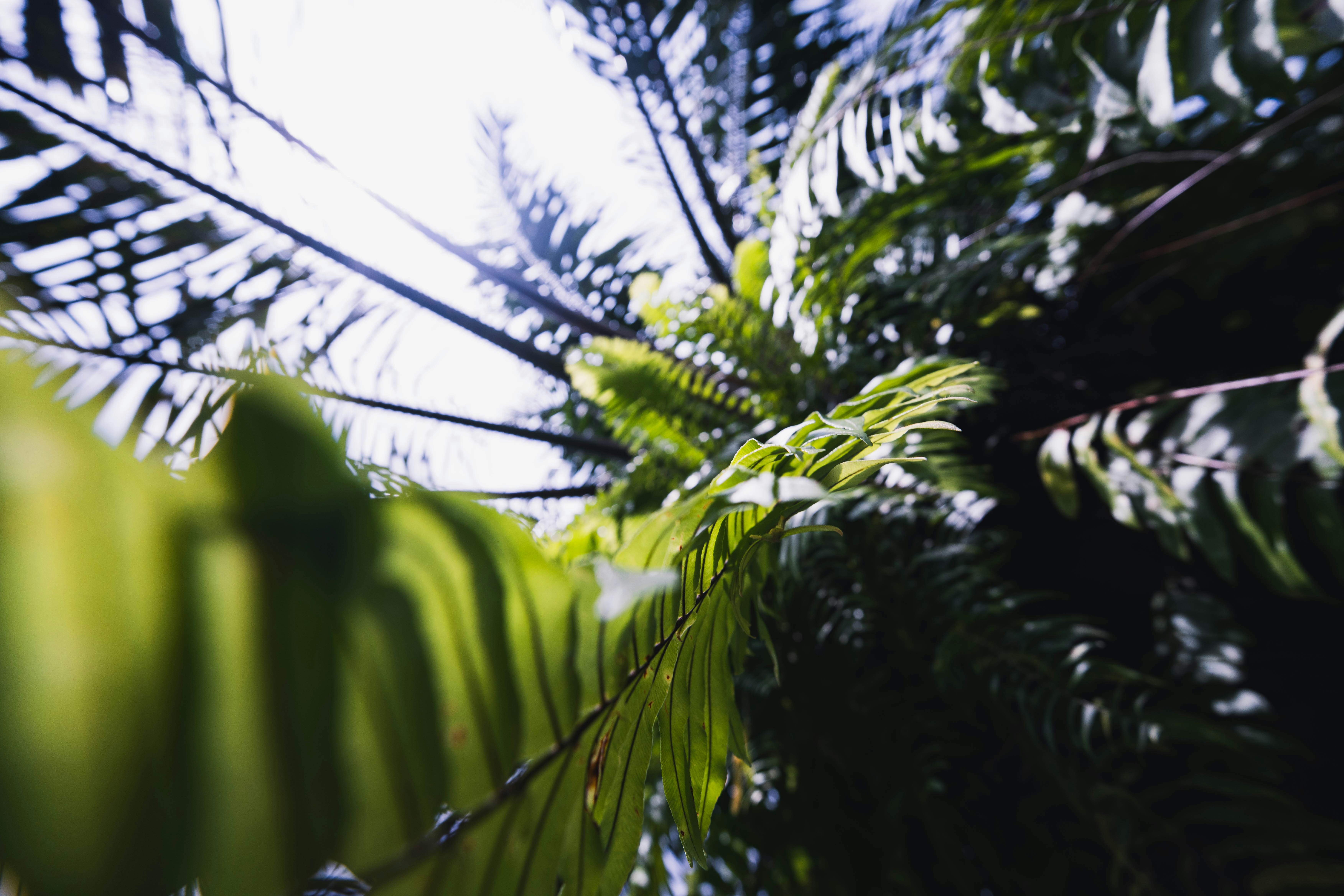 Overhead Ferns Reach for the Light