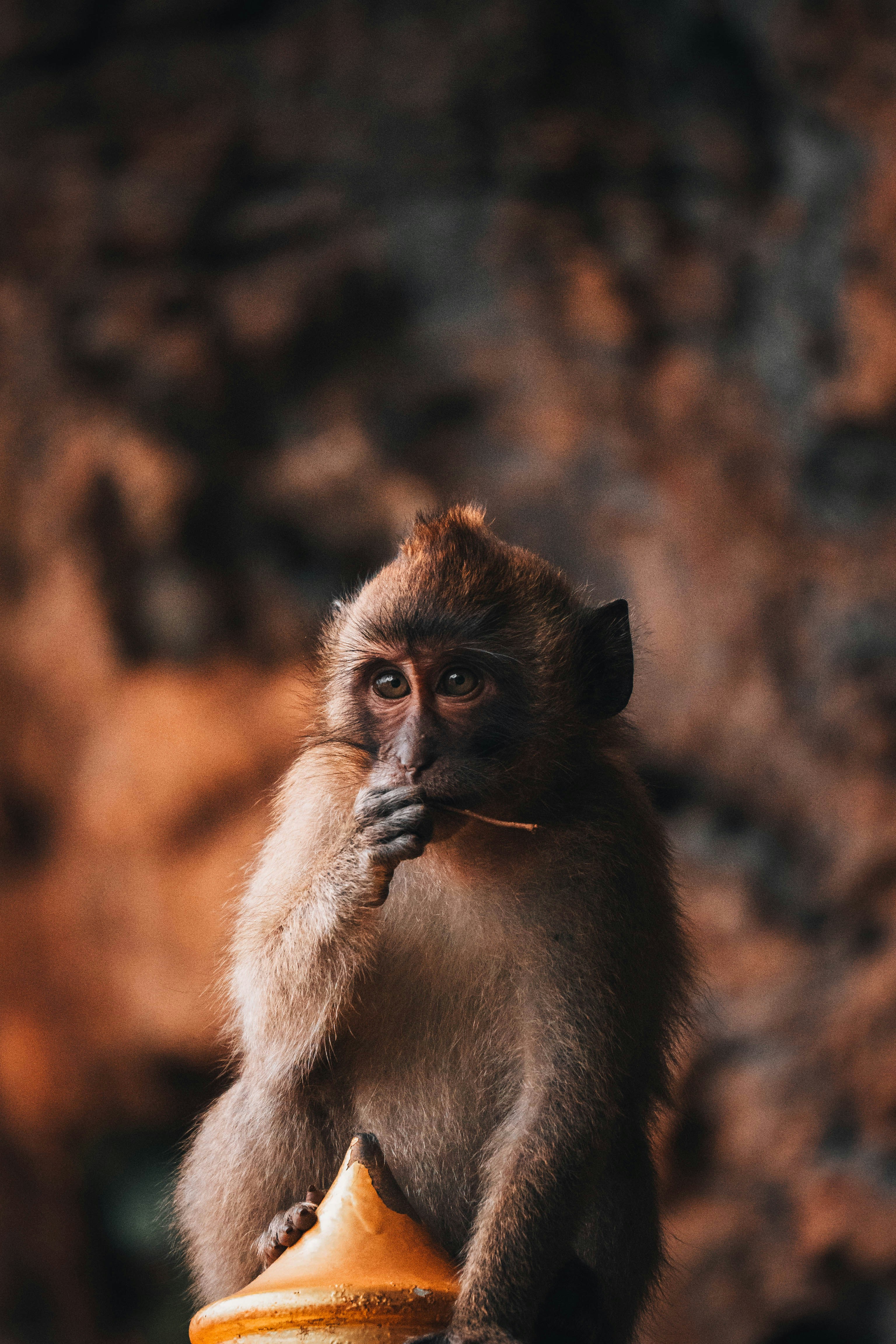 Curious Vantage: A Young Monkey Contemplates the Snack