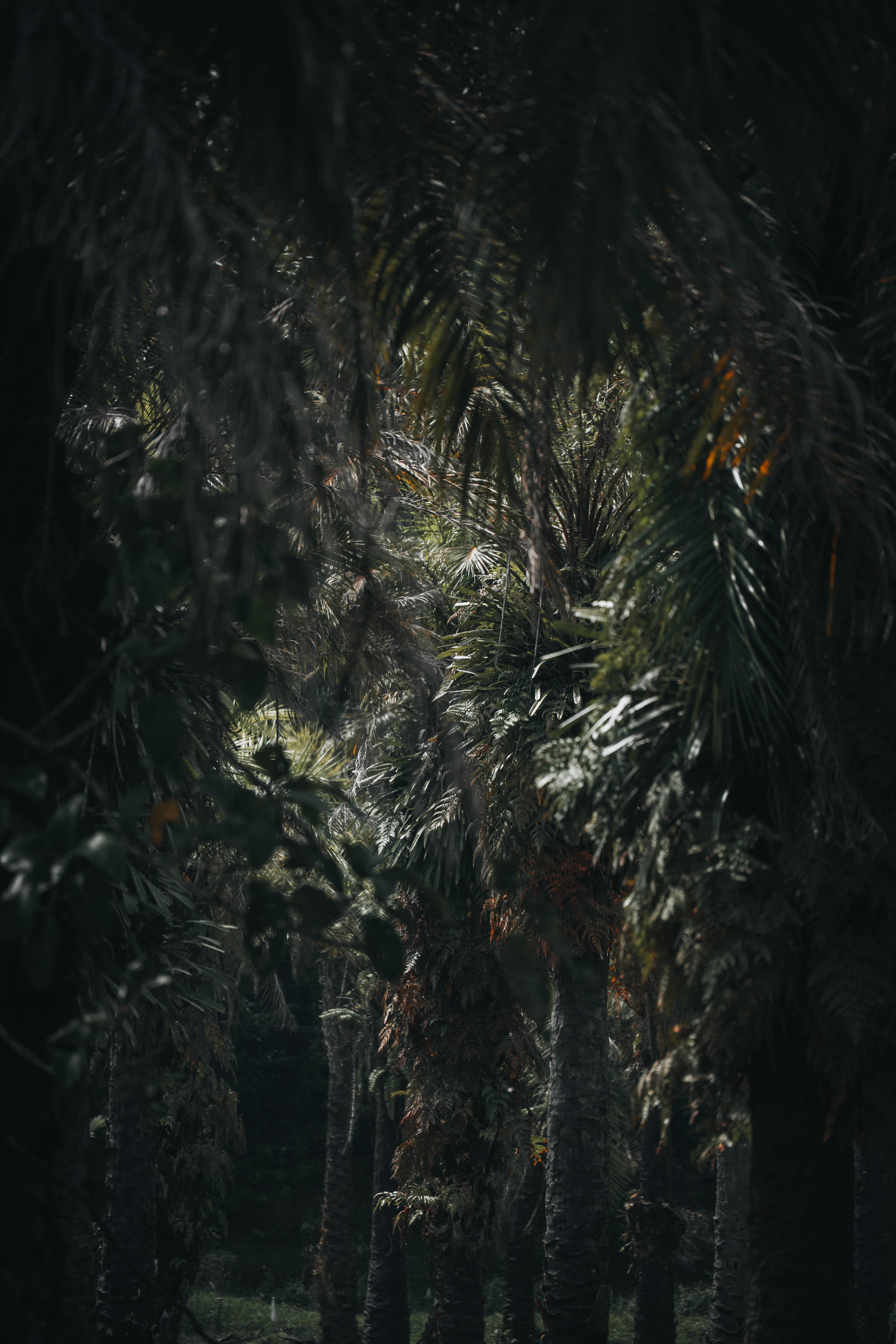 Veiled Clearing: Light Finds a Break in the Jungle