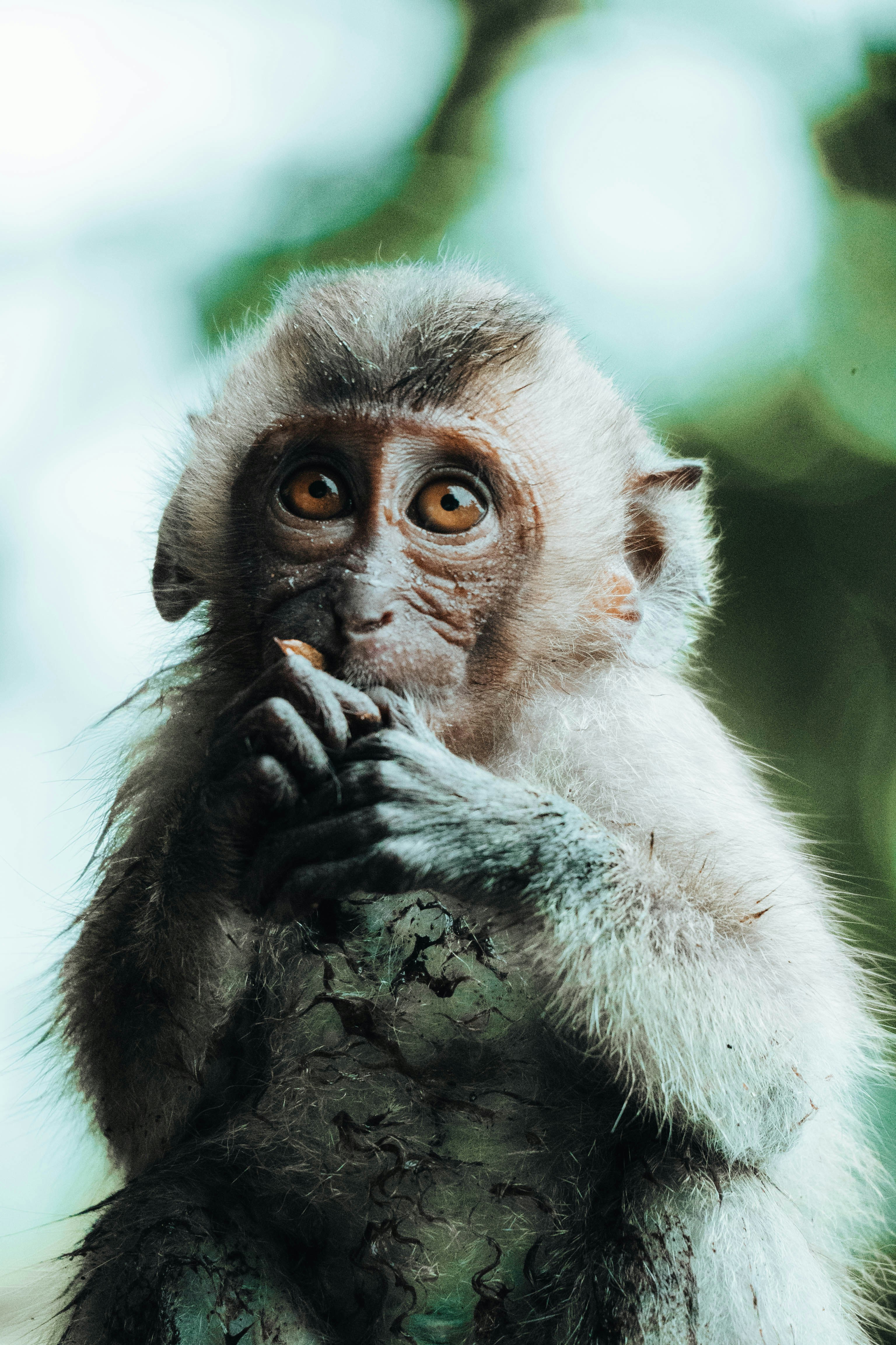 Curious Gaze: A Monkey Pauses in Quiet Forest Light