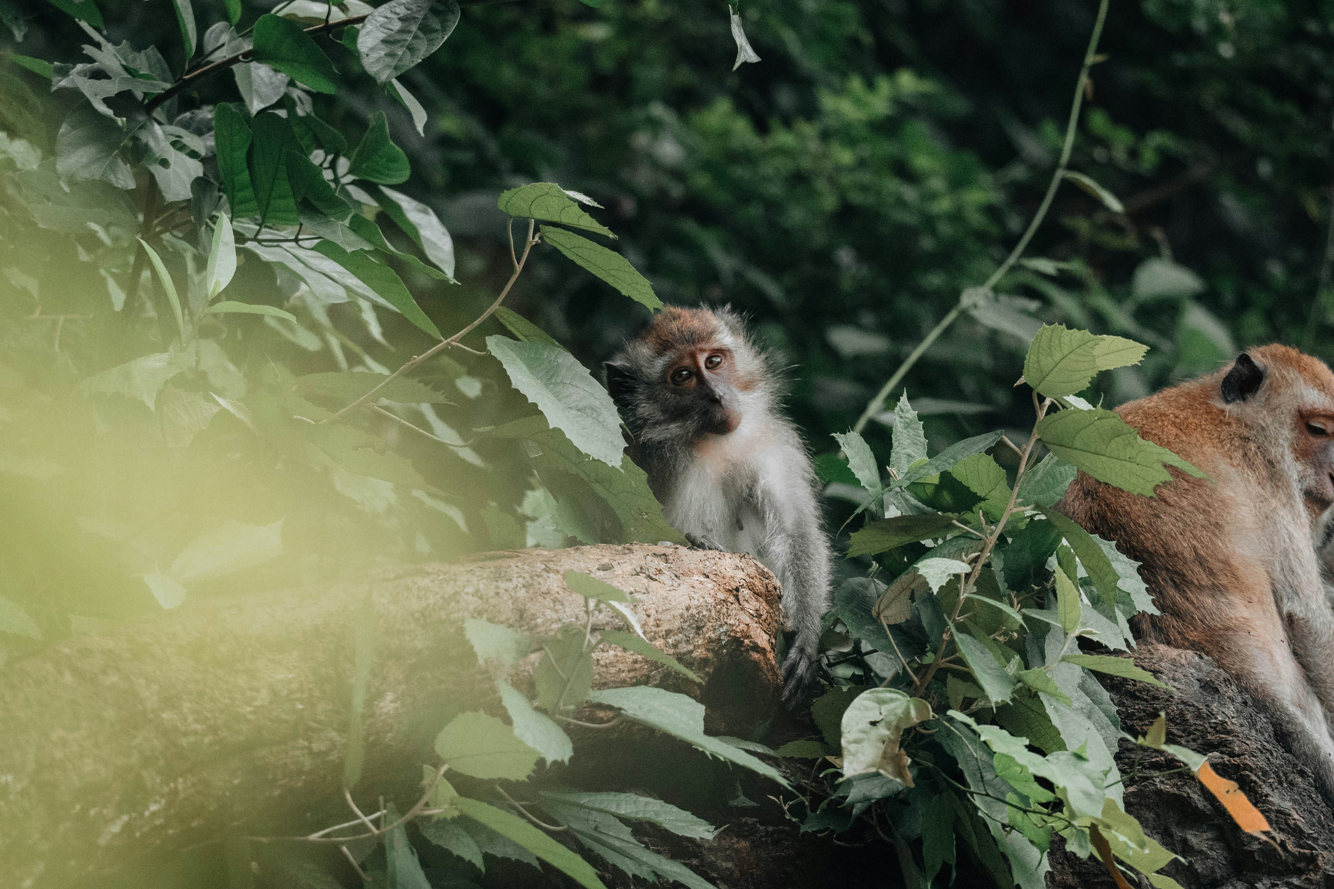 Curious Infant amid Green Canopy