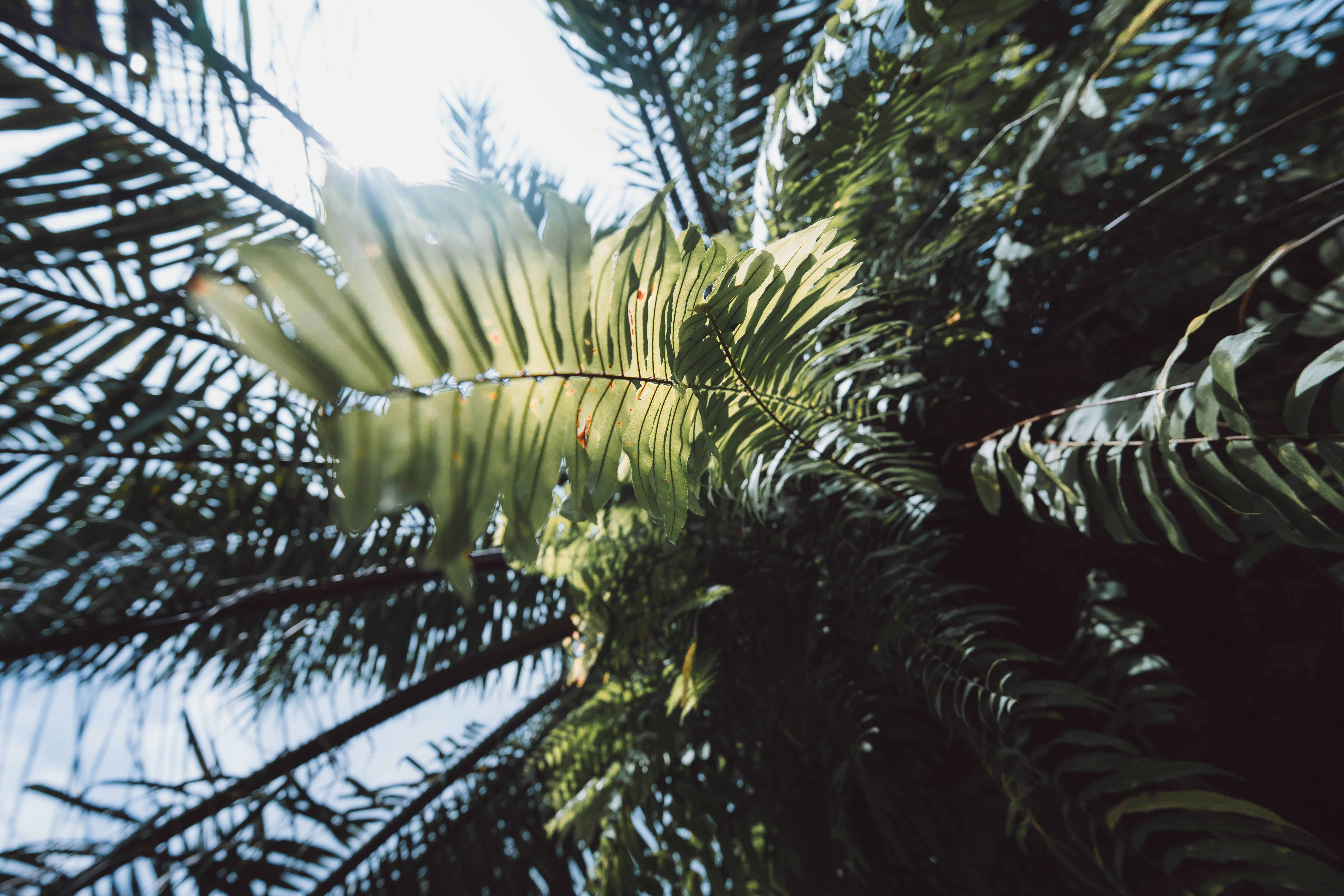 Sunlit Fronds: A Sharp Vantage Through Tropical Canopy