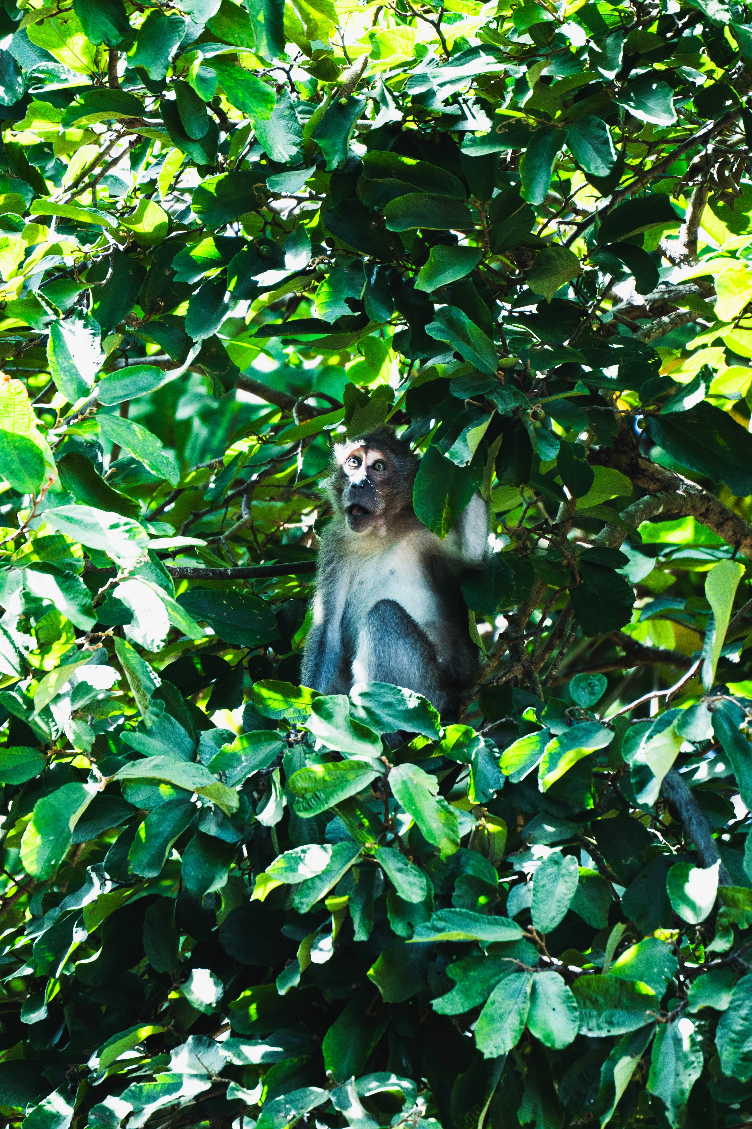 Hidden Watcher in the Green Canopy
