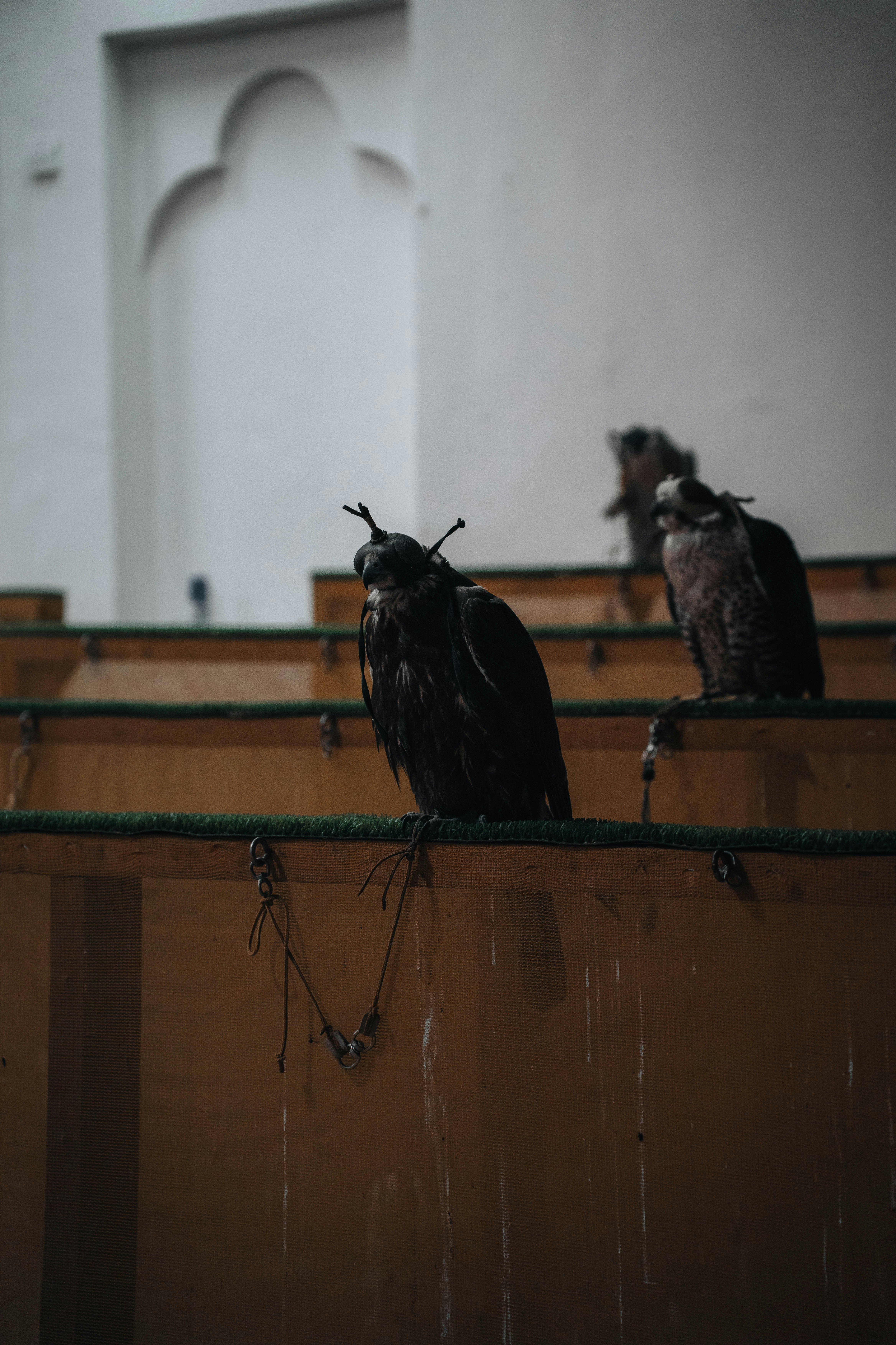 Raven Ensemble: Birds Perched in a Quiet Balcony