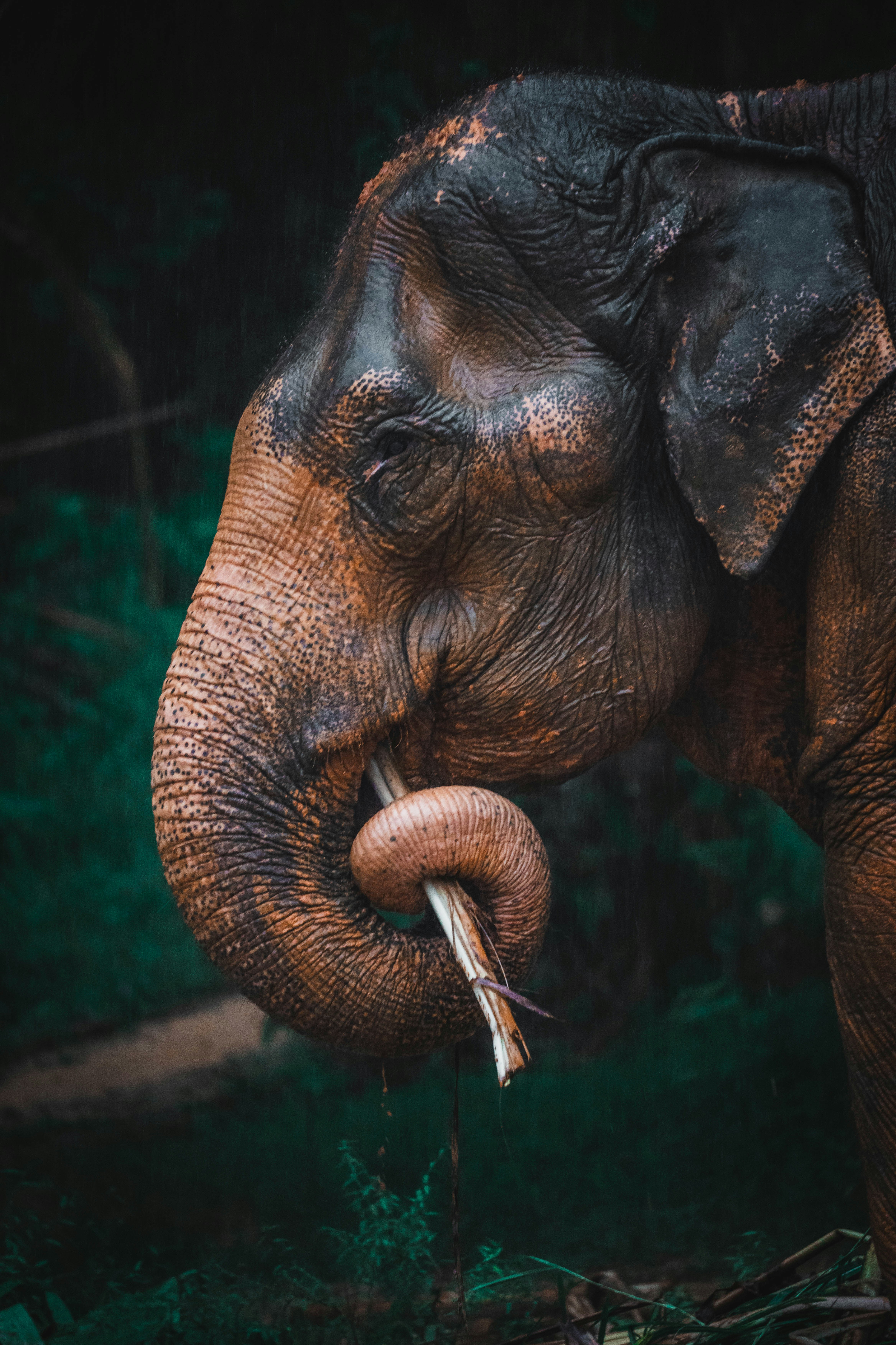 Wrapped in the Gesture: An Elephant's Trunk Curl Close-Up