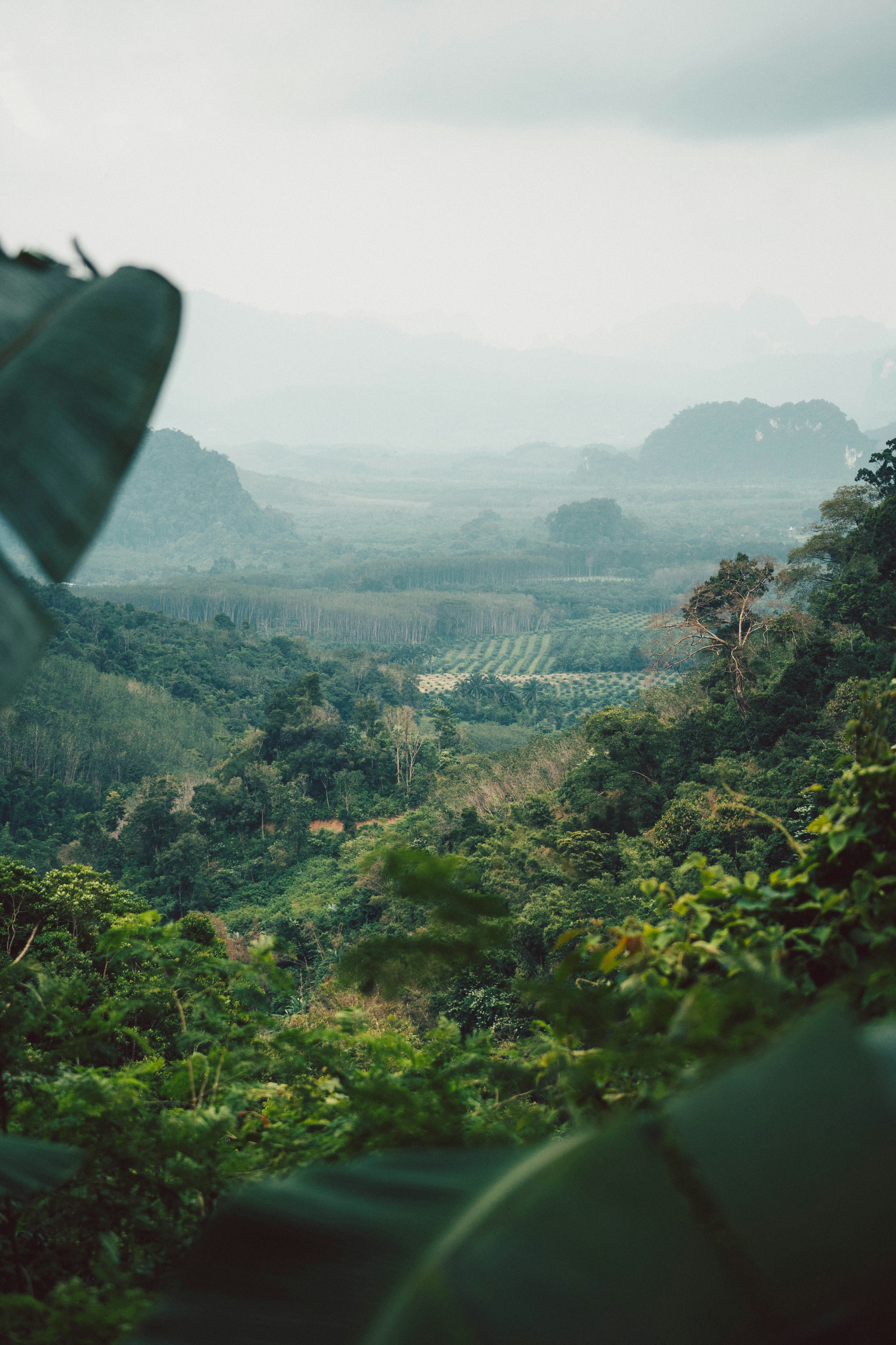 Valley Veil: Endless Greens Under Distant Mist