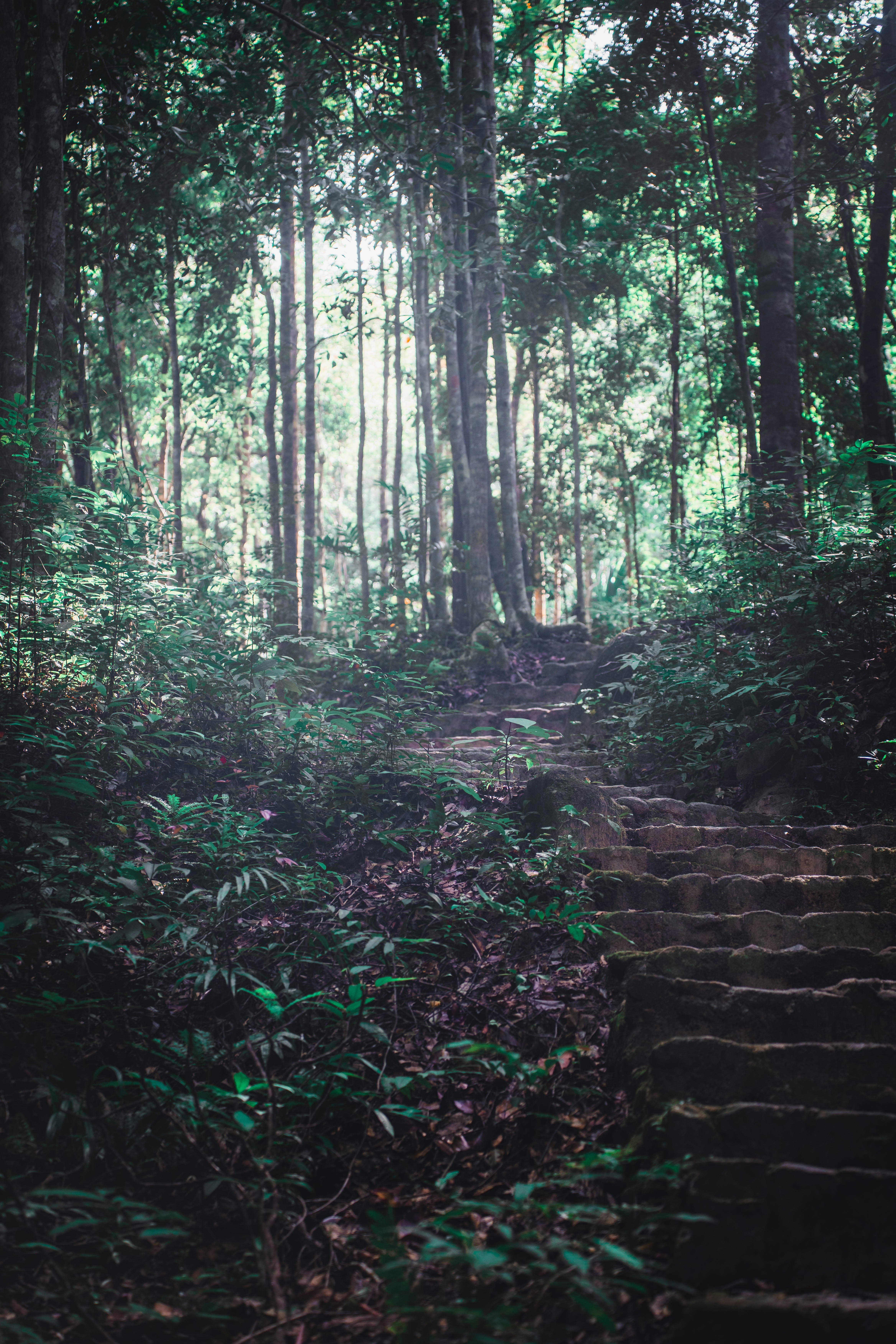 Mossy Ascent: A Quiet Stairway Through the Forest