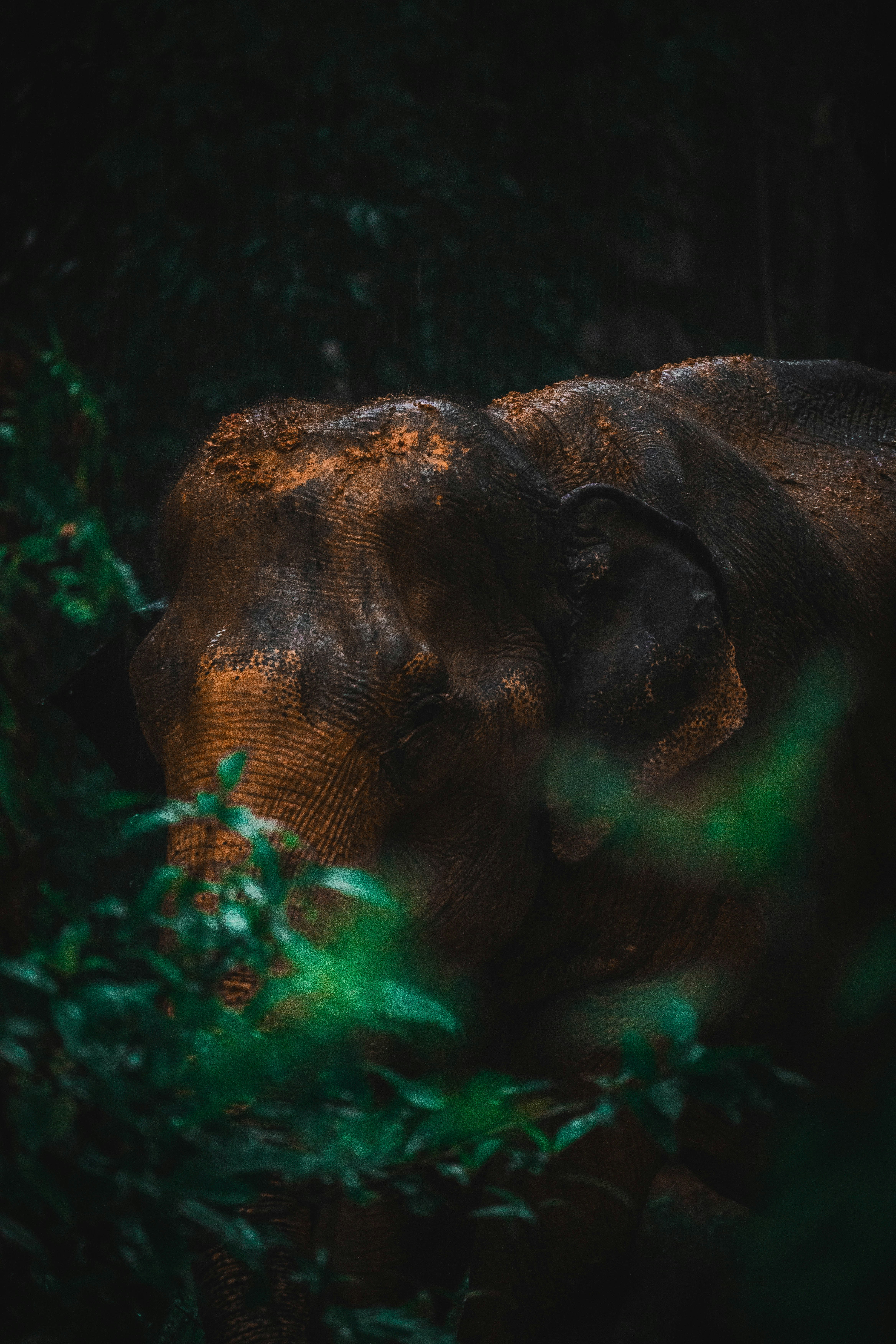 Hidden in the Dark: Elephant Silhouette Emerging from Green Veil