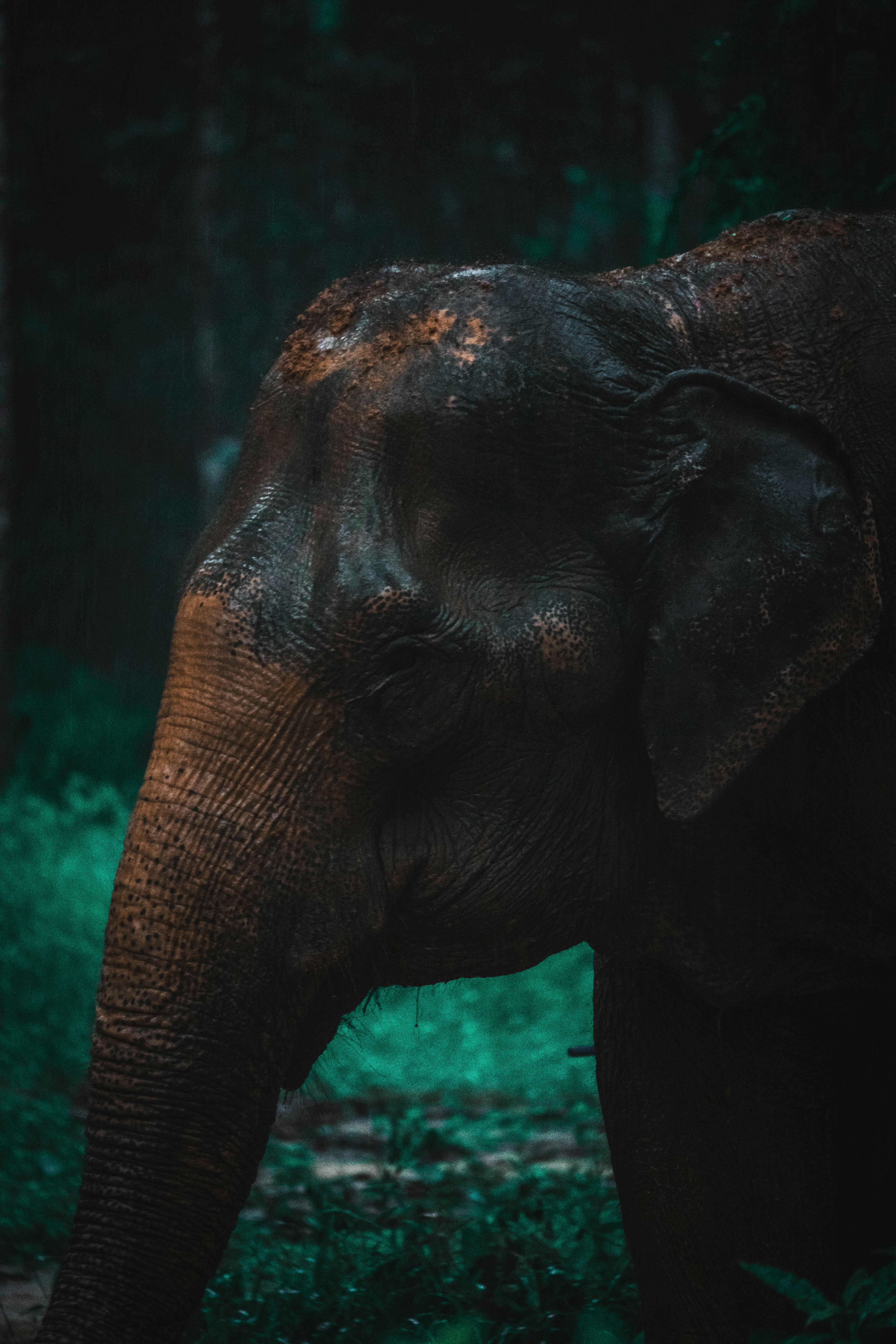 Midnight Rain in the Grove: An Elephant Steams Through the Dark