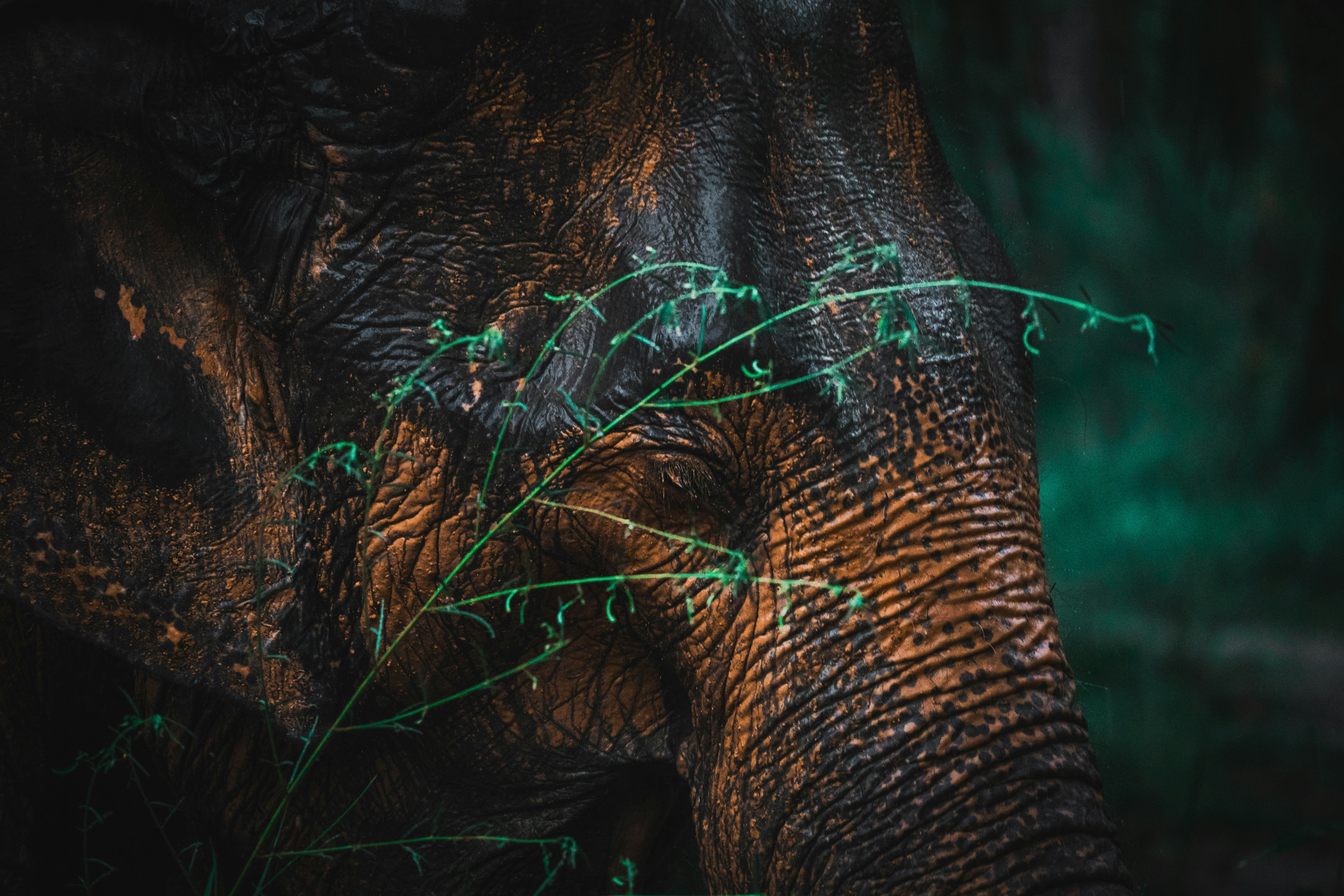 Whispers of Bark: Cracks and Vines on Elephant Hide