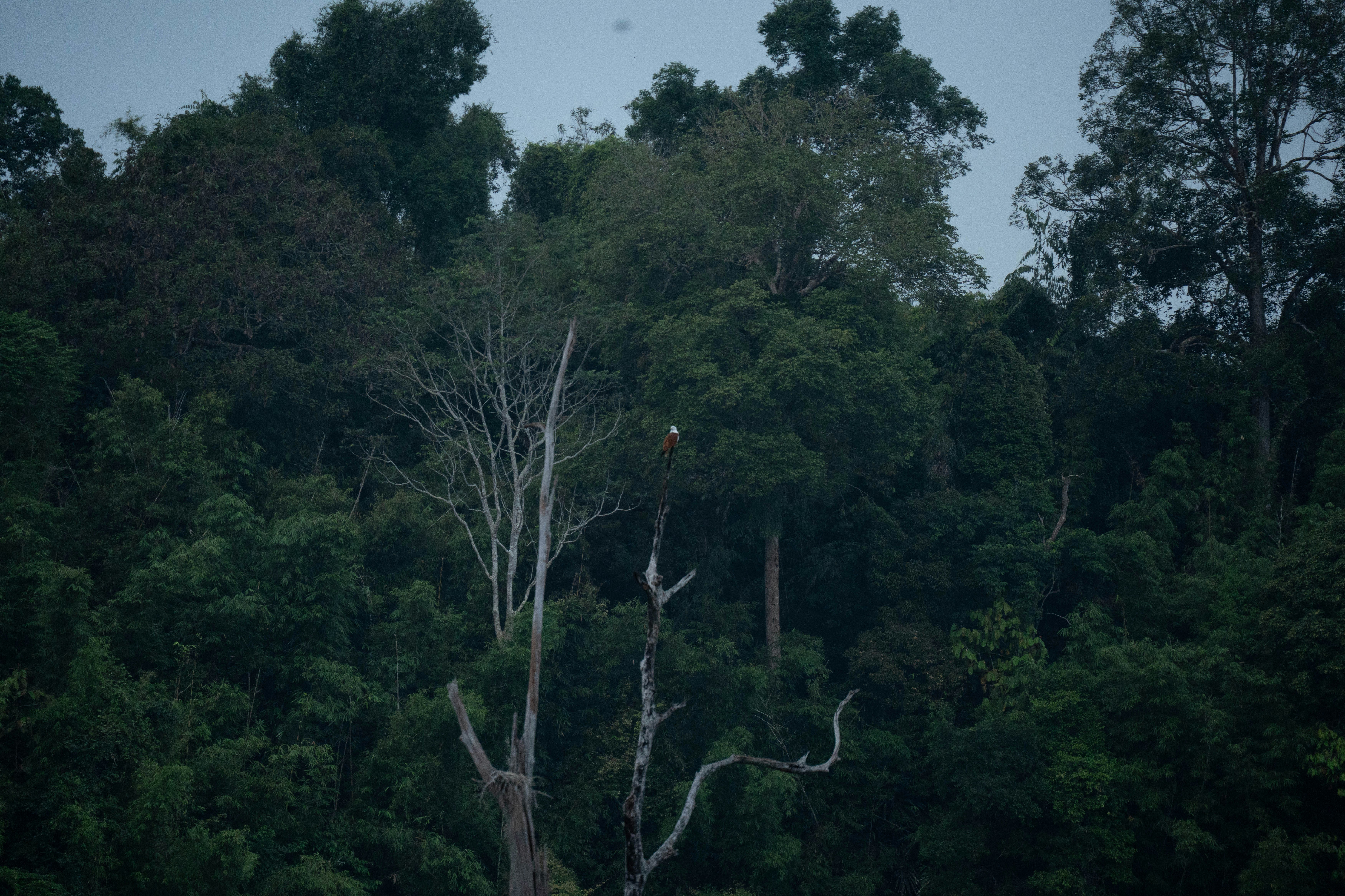 A lone climber among ancient trunks high above the canopy