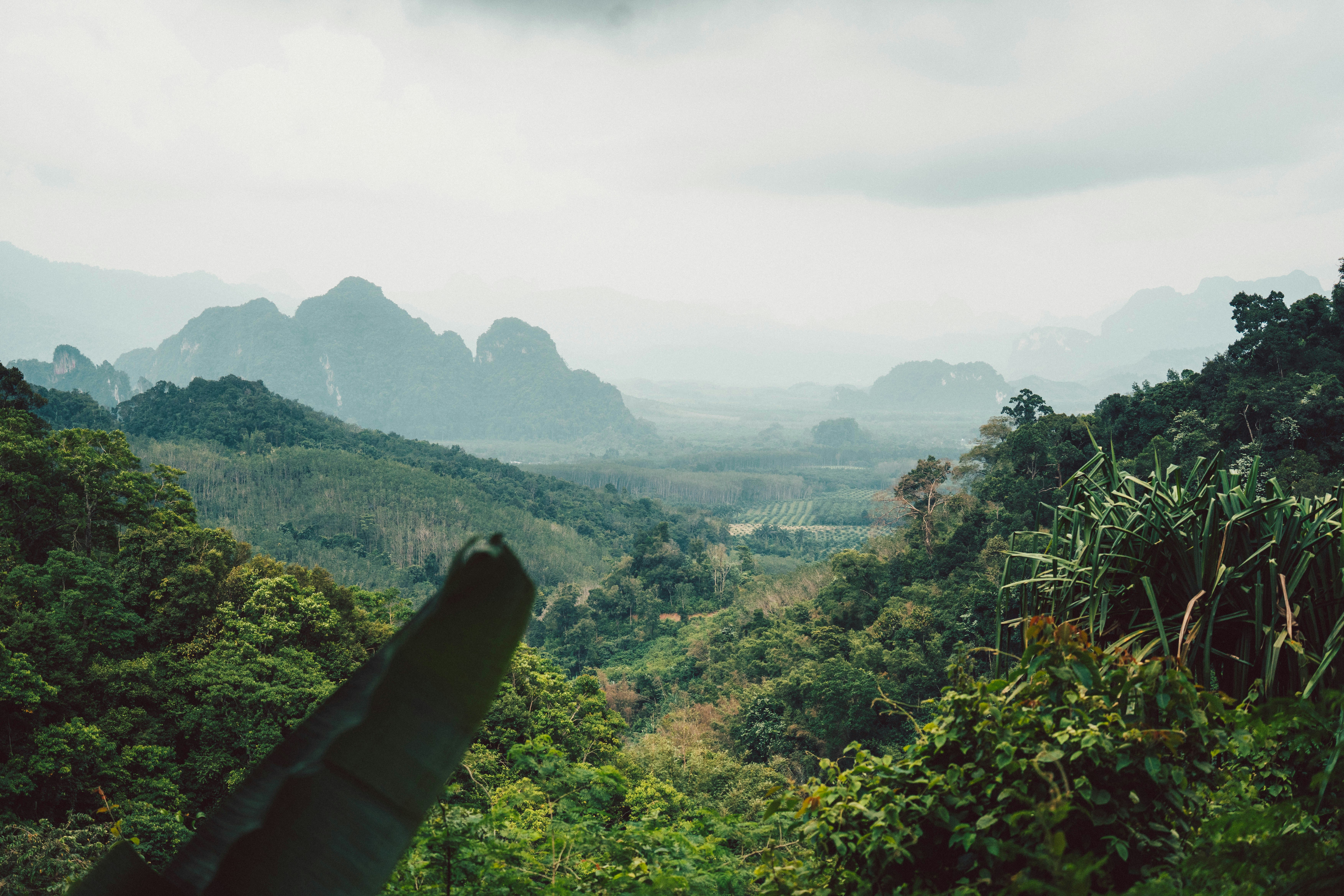 Mist-Wrapped Valley Overlook from a Lush Rim