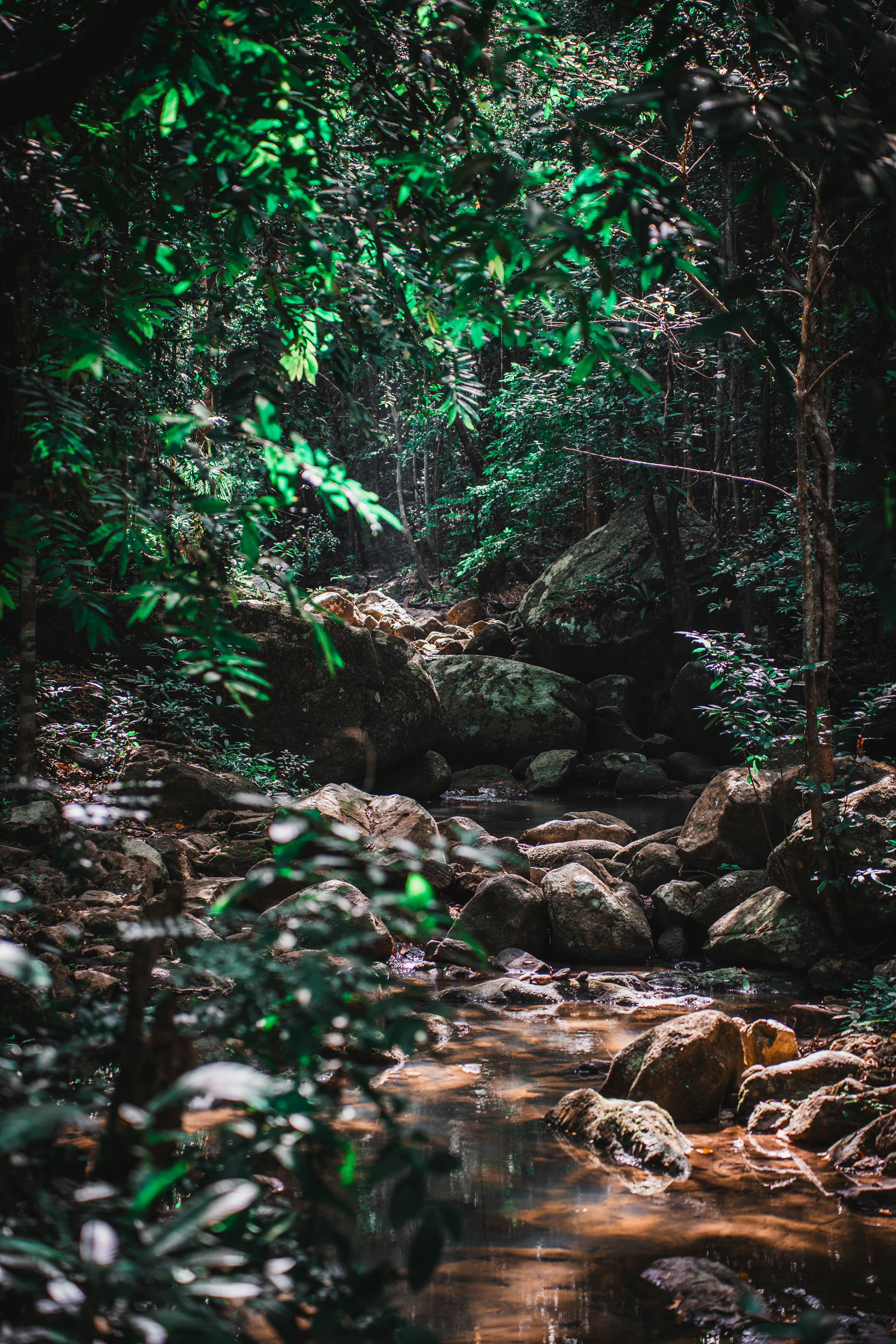 Whispering Stream Through The Mossy Gorge