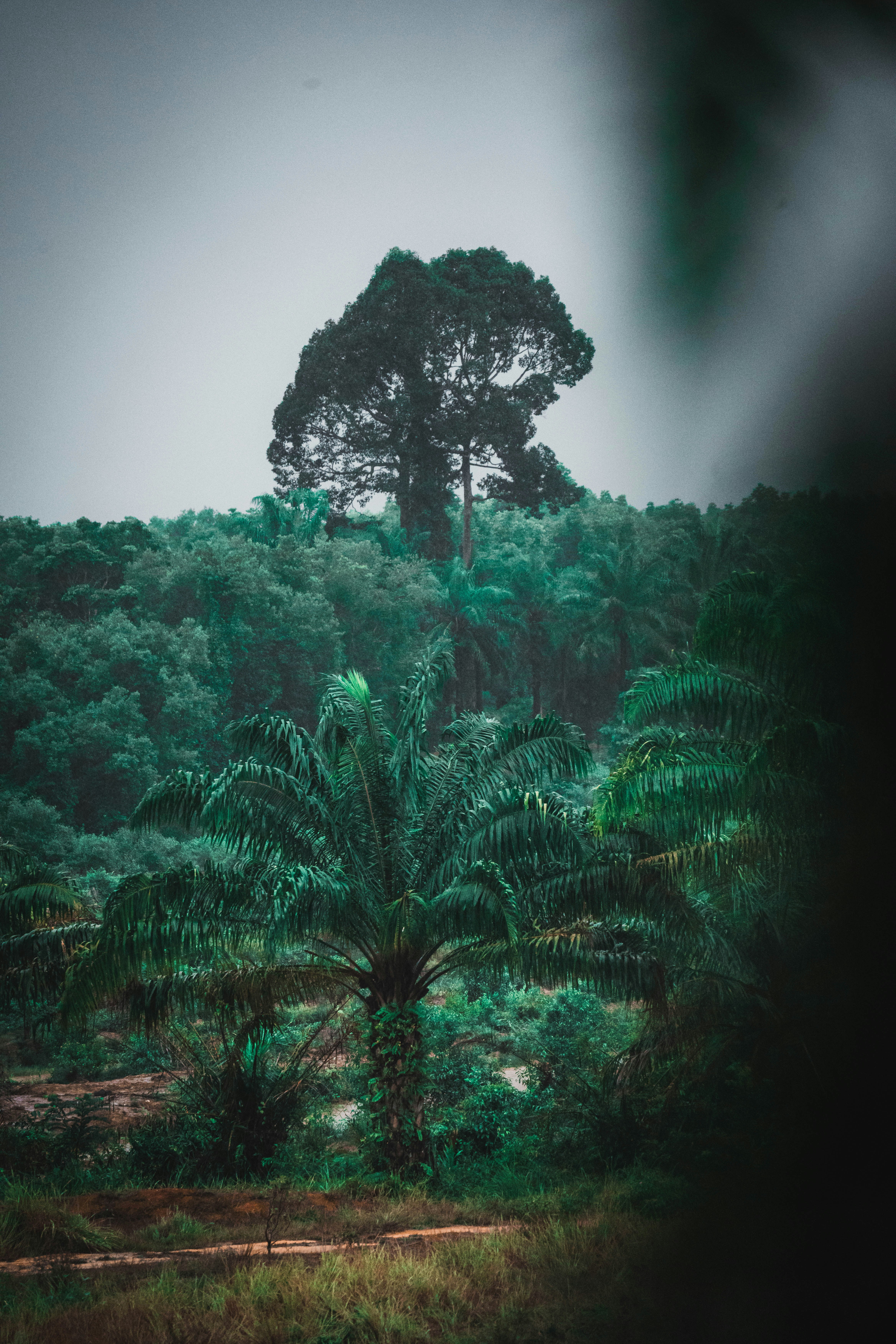Emerald Canopy: A solitary tree rising above the tropical frontier