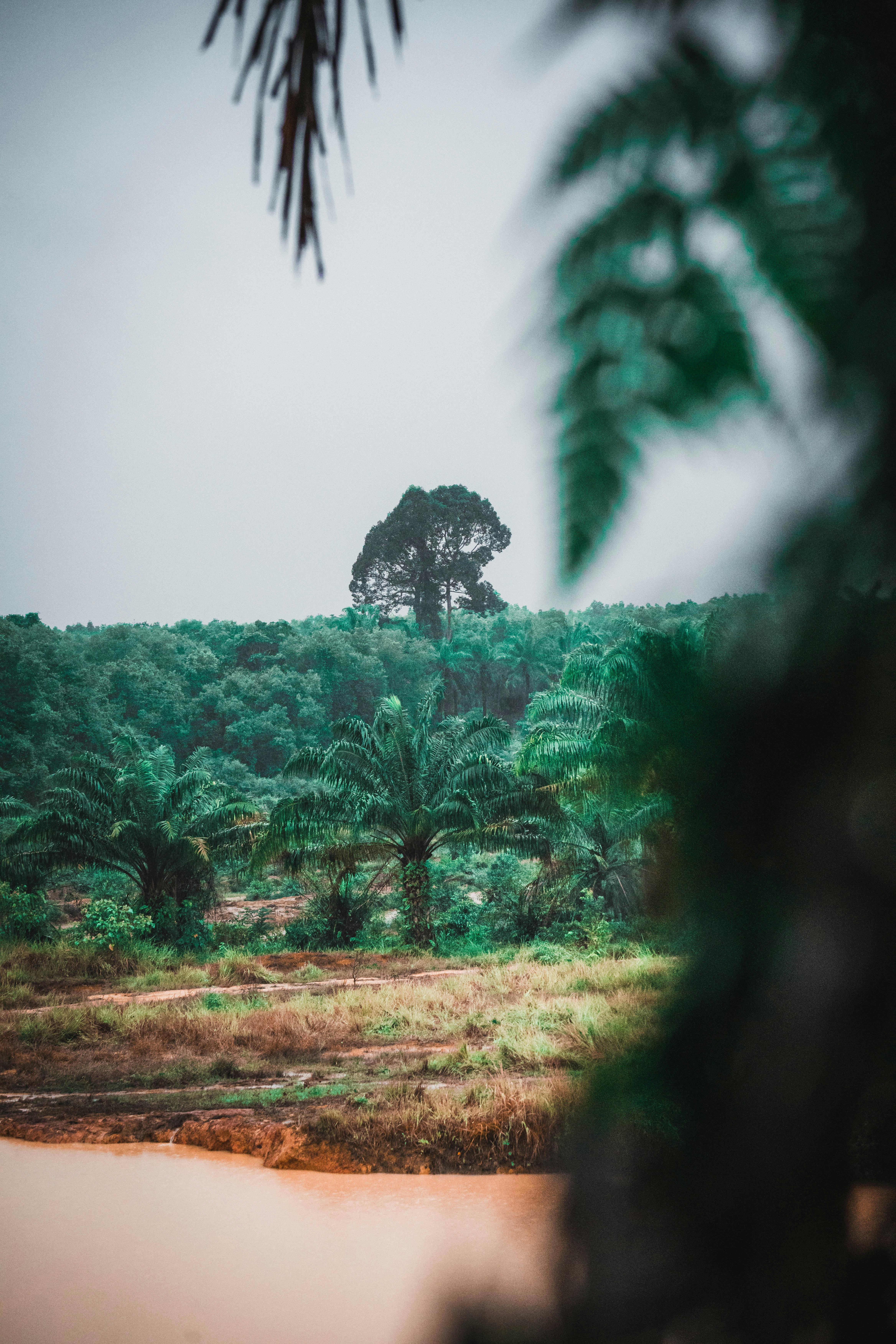 Lonely Crown: A solitary tree rises above a palm-dotted plain
