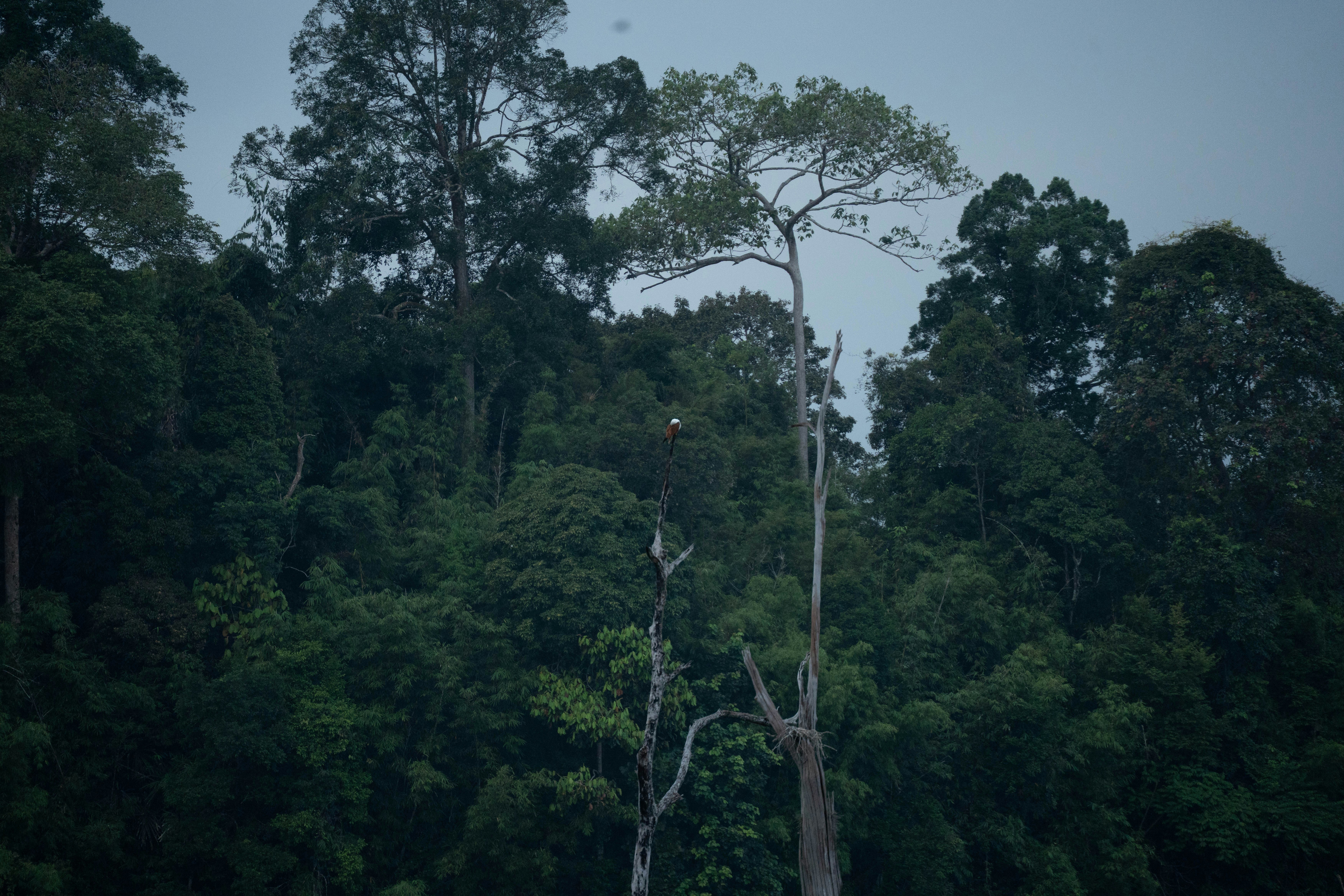 A Lone Treant Reaches Toward a Clear Sky Above Dense Canopy