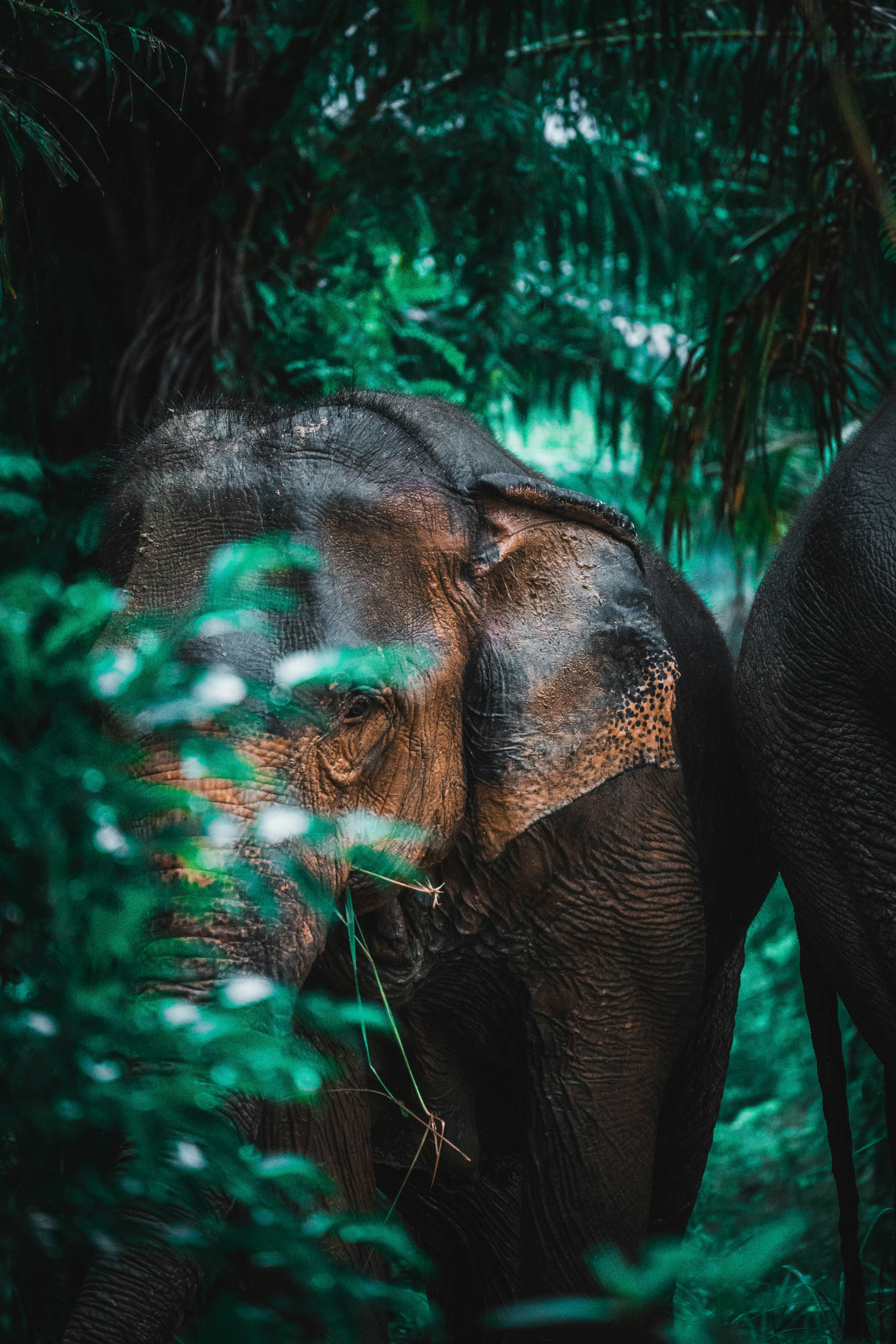 Gentle Giants in the Green Corridor