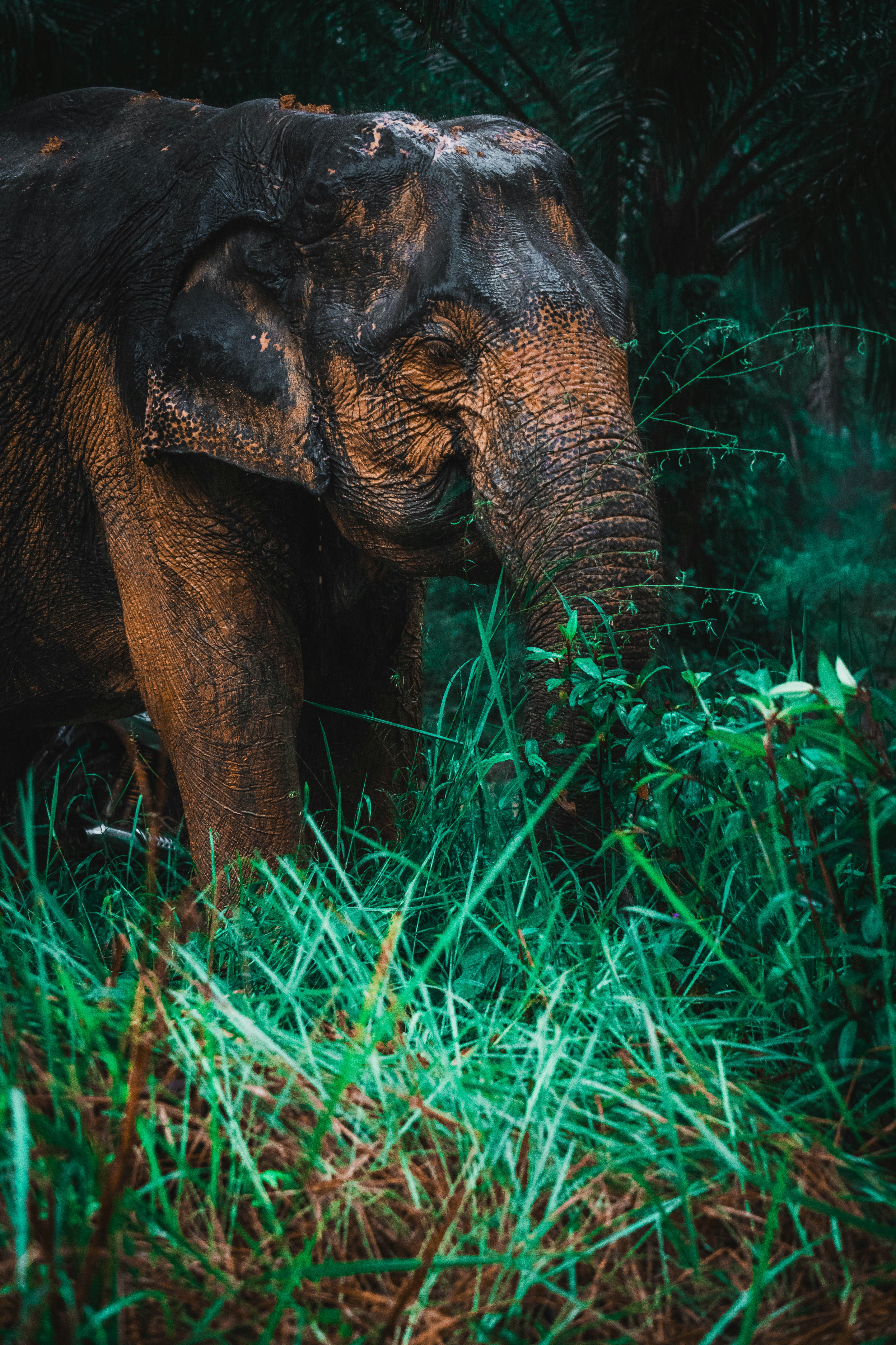 Elephant in the emerald undergrowth