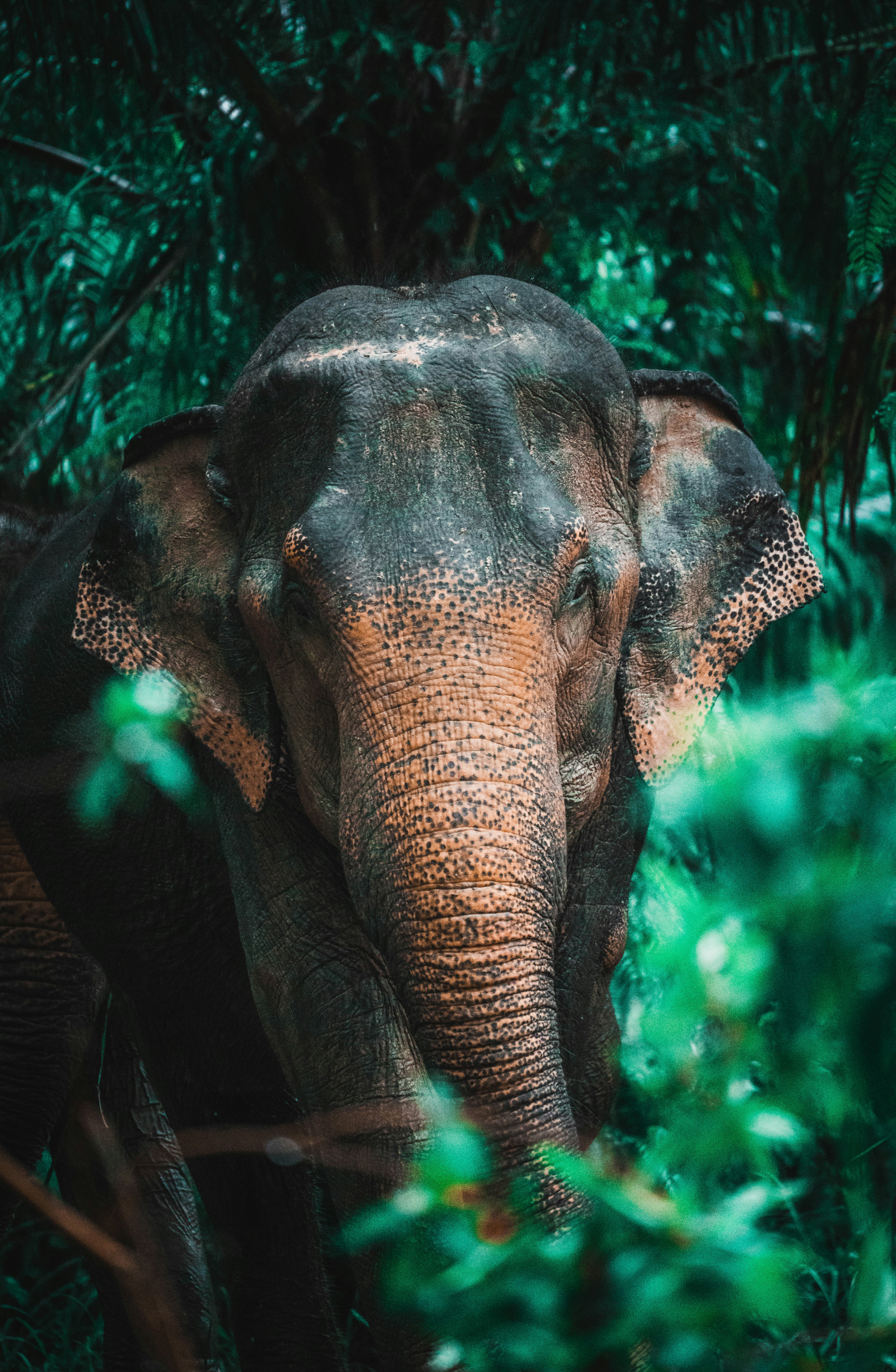 Majestic Mindful Gaze: An Elephant Through Dense Jungle Veil