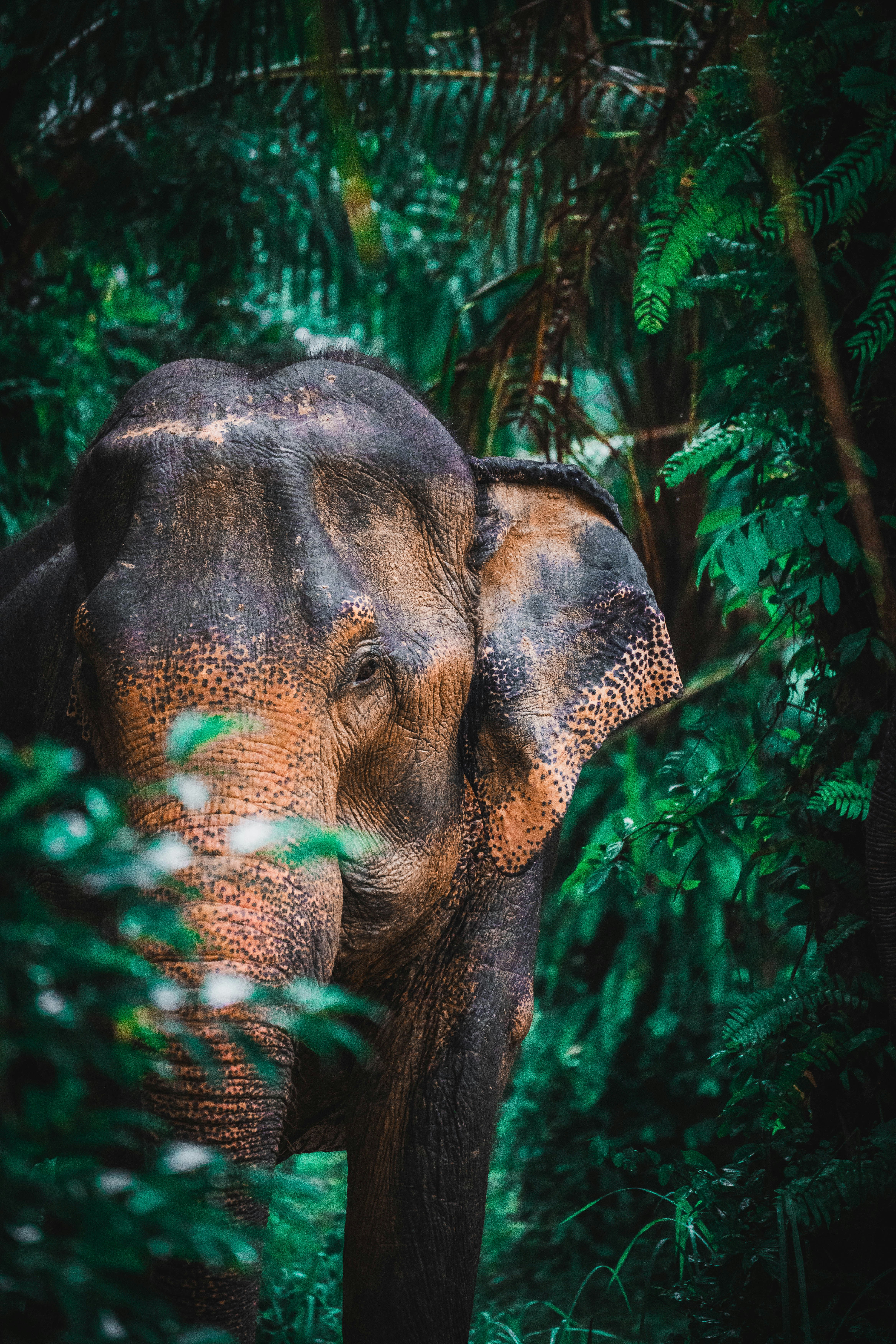 Emerald Veil: A Crocodilian Giant Among Tropical Ferns
