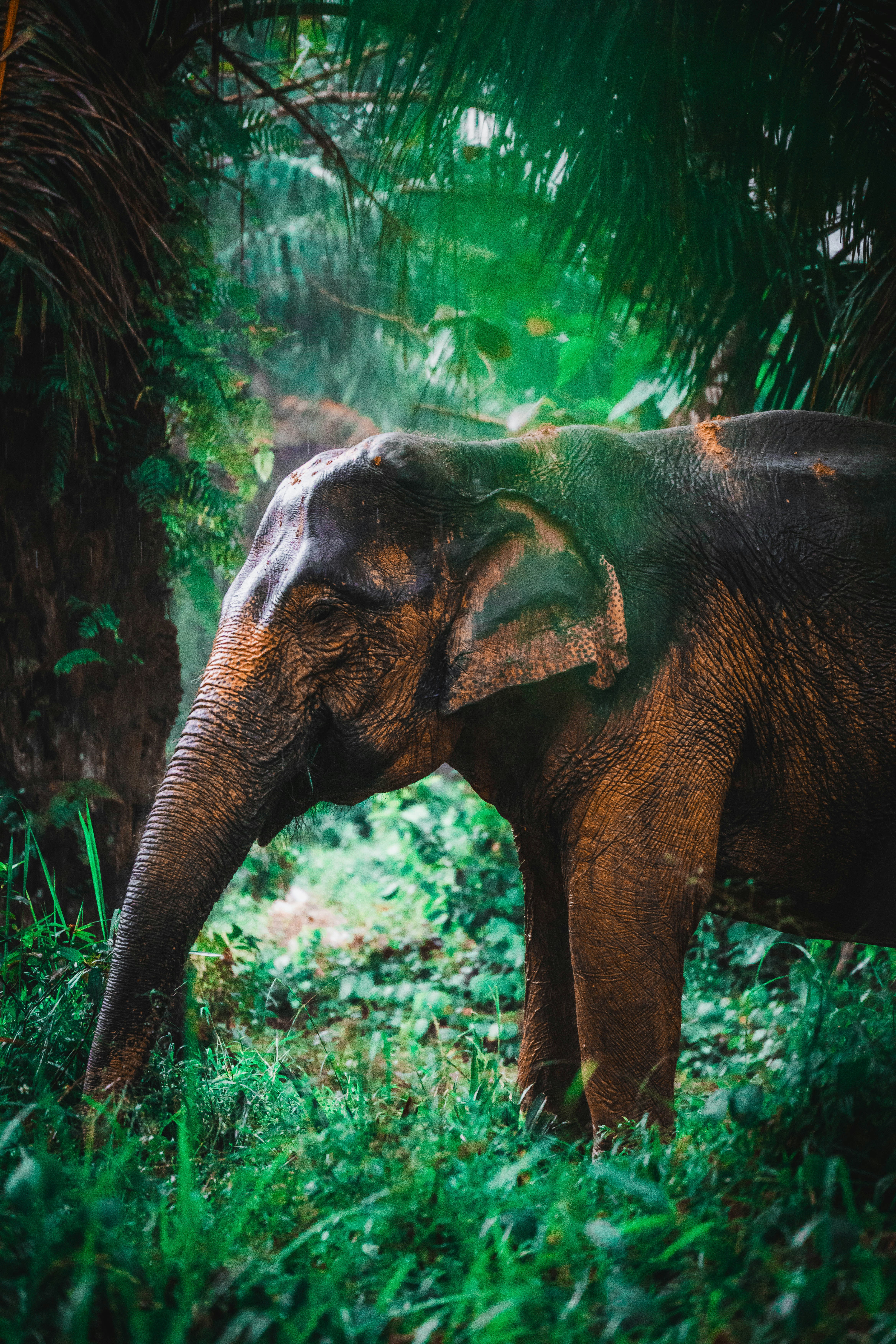 Gentle Giant in Green Twilight