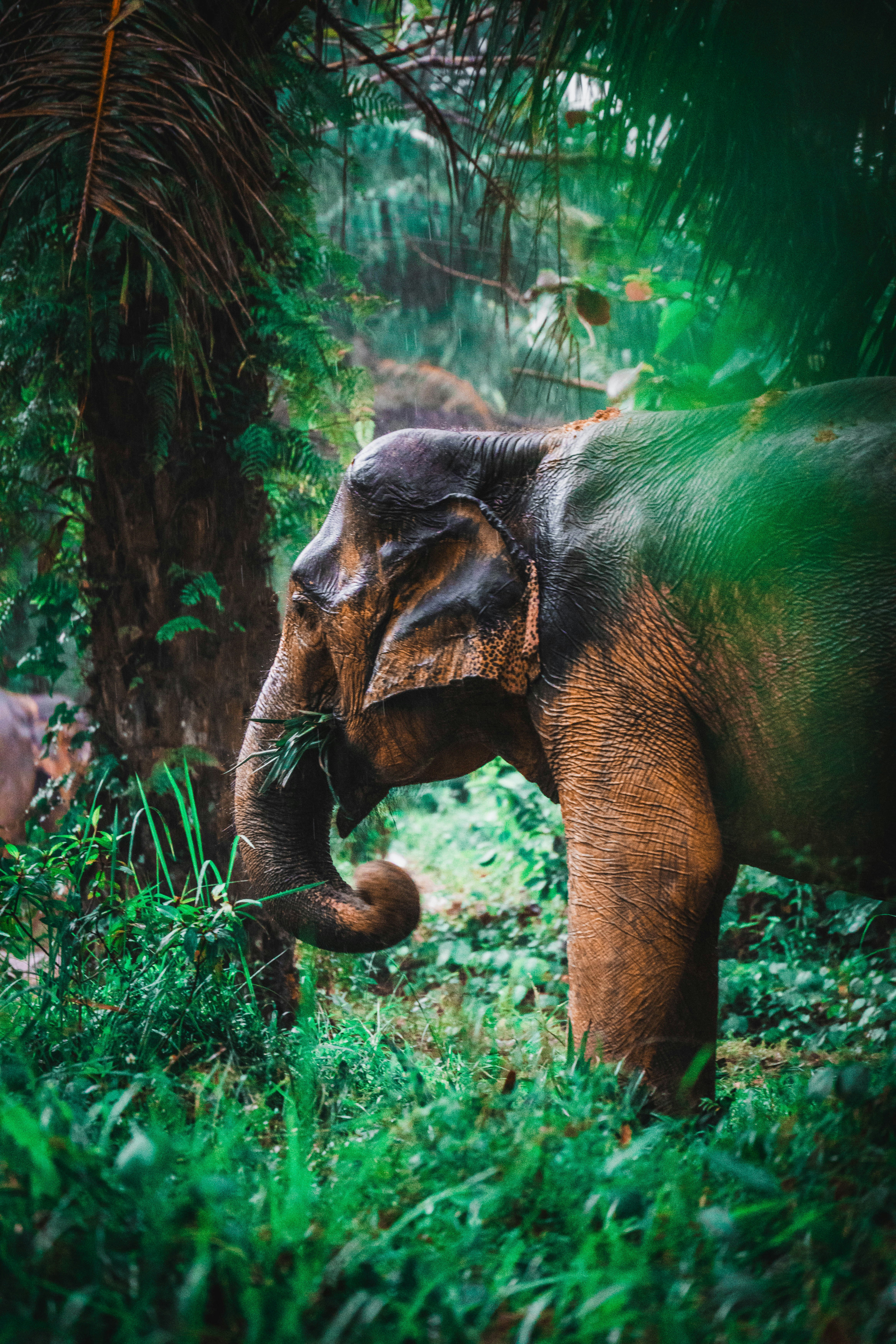 Gentle Giant in a Emerald Glade