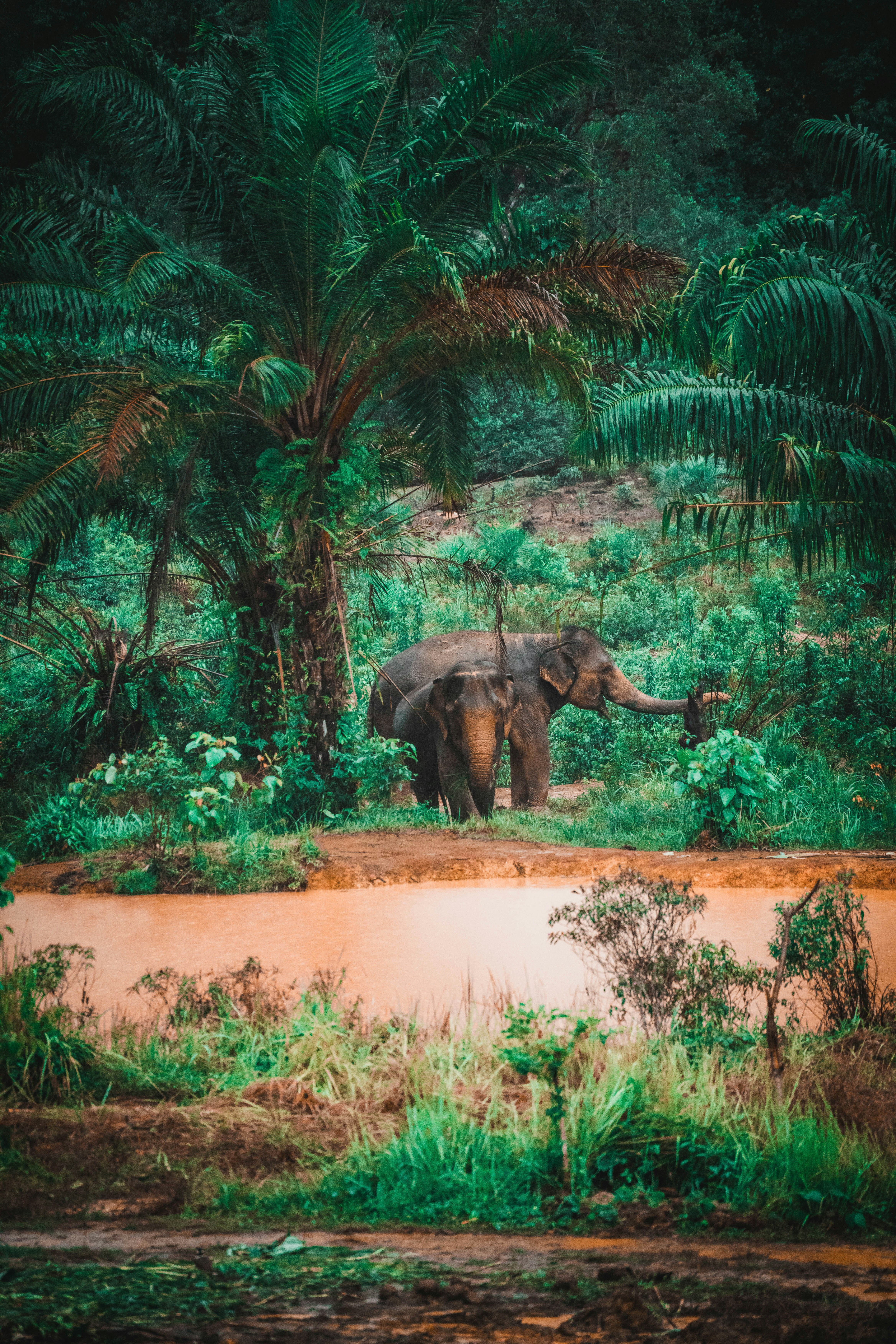 Midnight Palm Oasis: An Elephant Standing Guard by the River