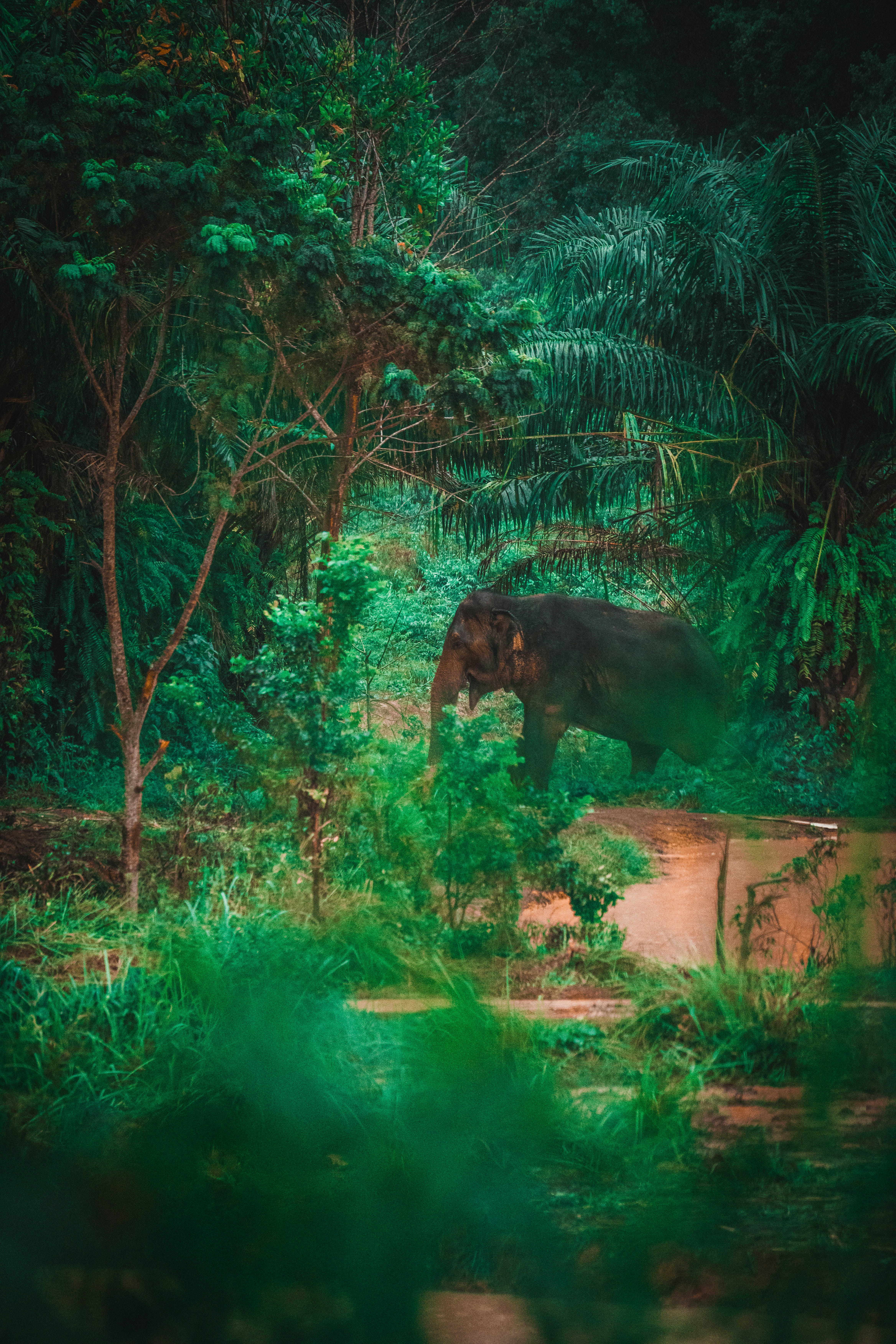 Hidden Giant in the Rainforest Stream