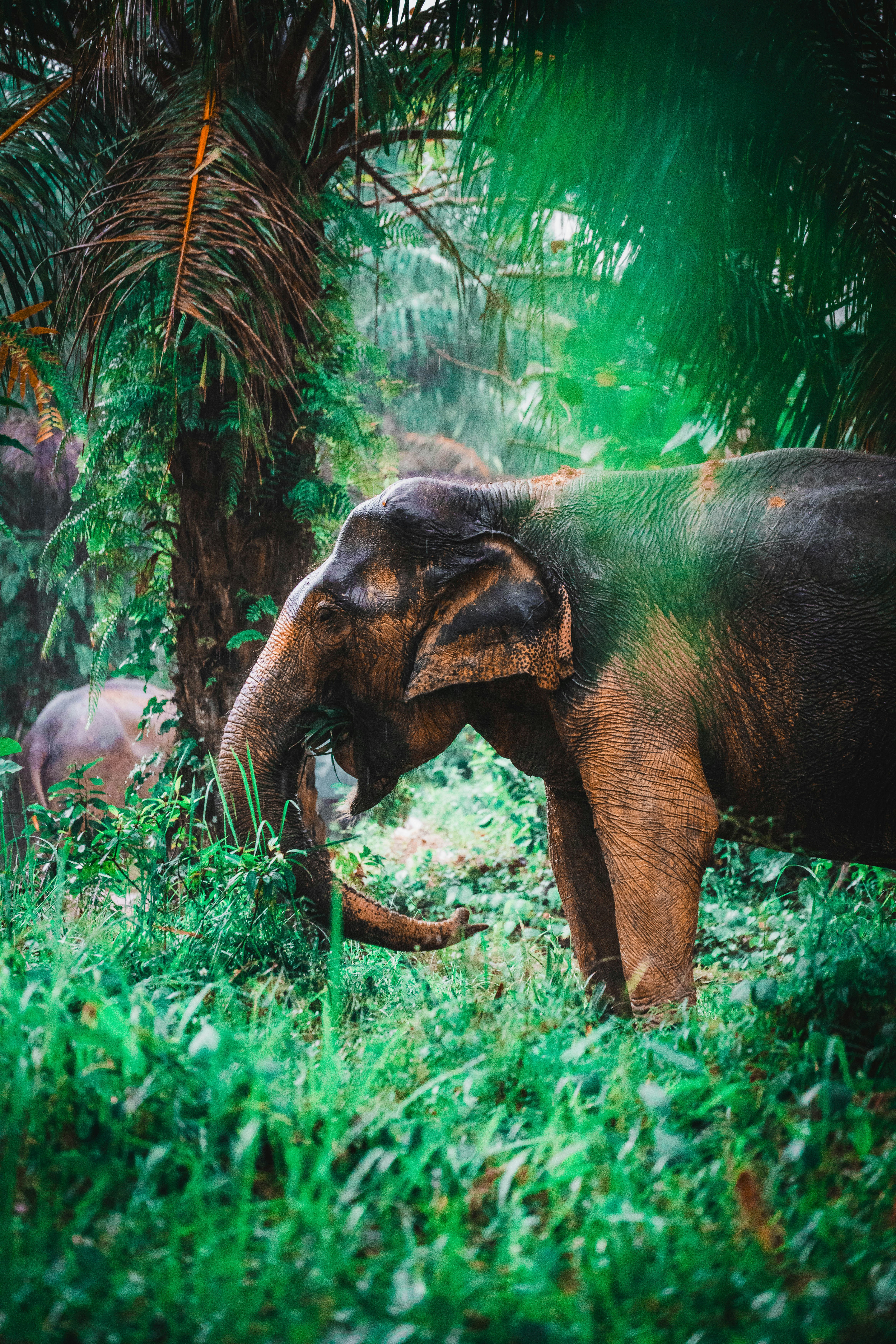 Gentle Giant in the Green Corridor