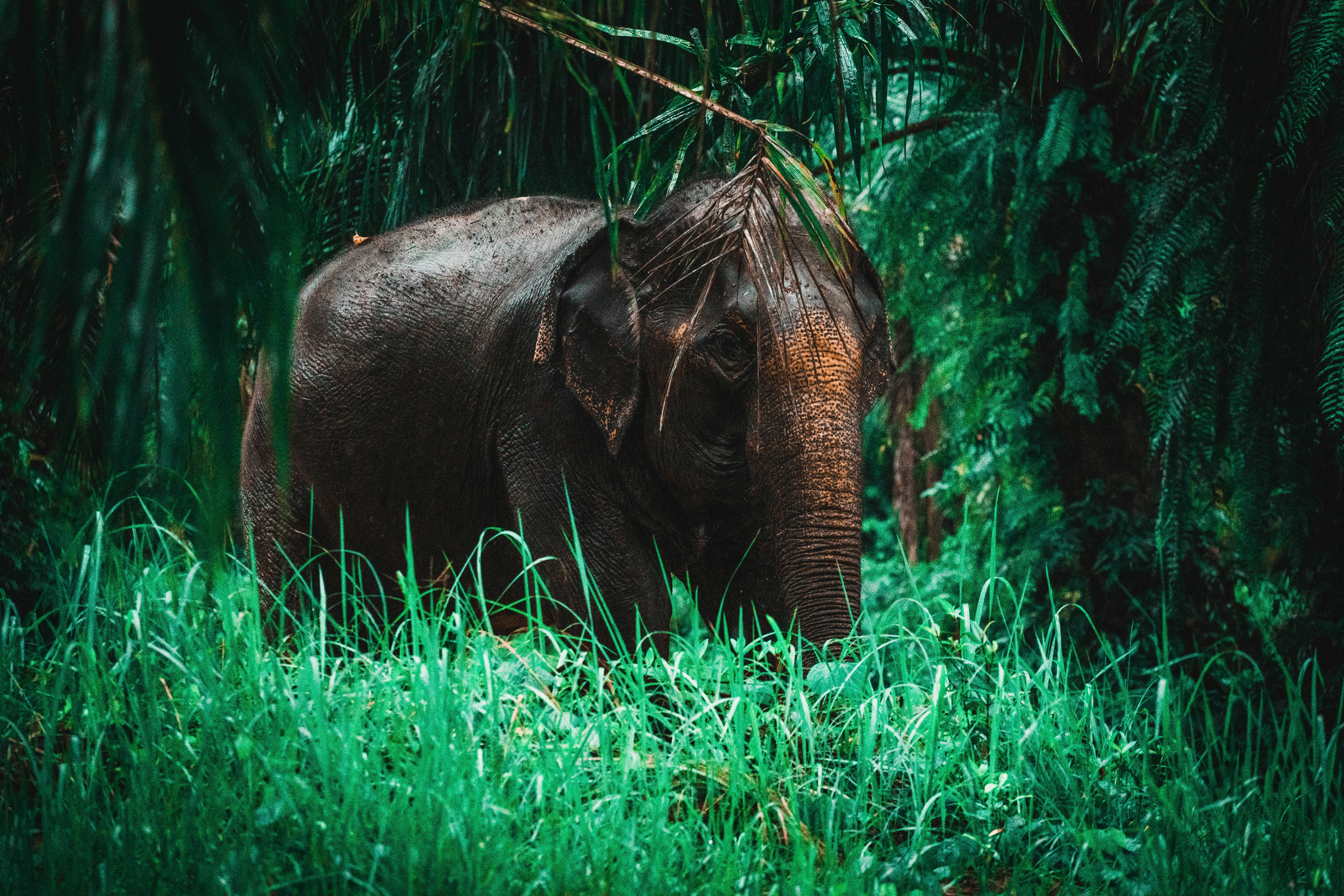 Hidden Giant in Verdant Silence