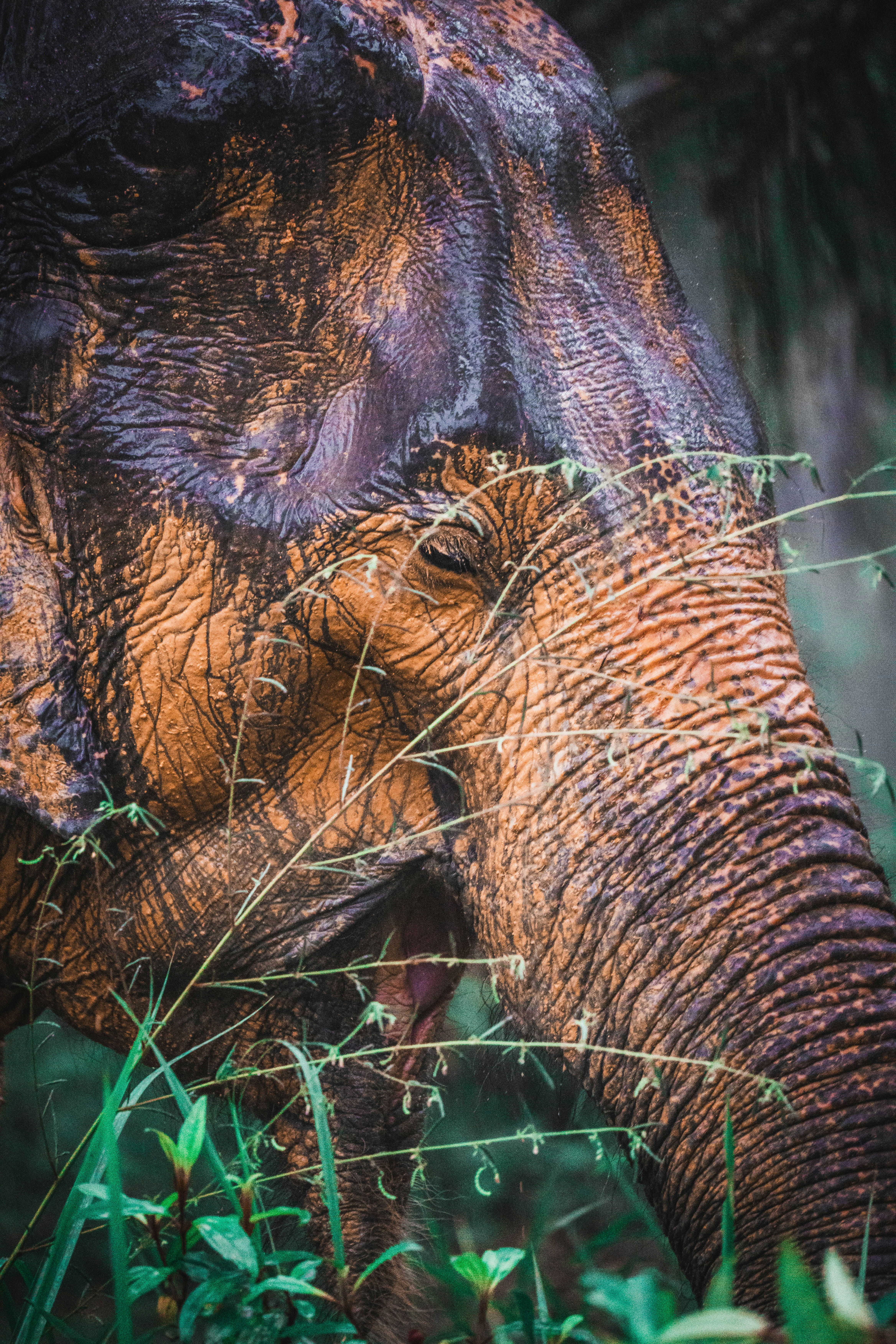 Hidden Gentle Giant: Close-Mridden Eye in a Glowing Moment