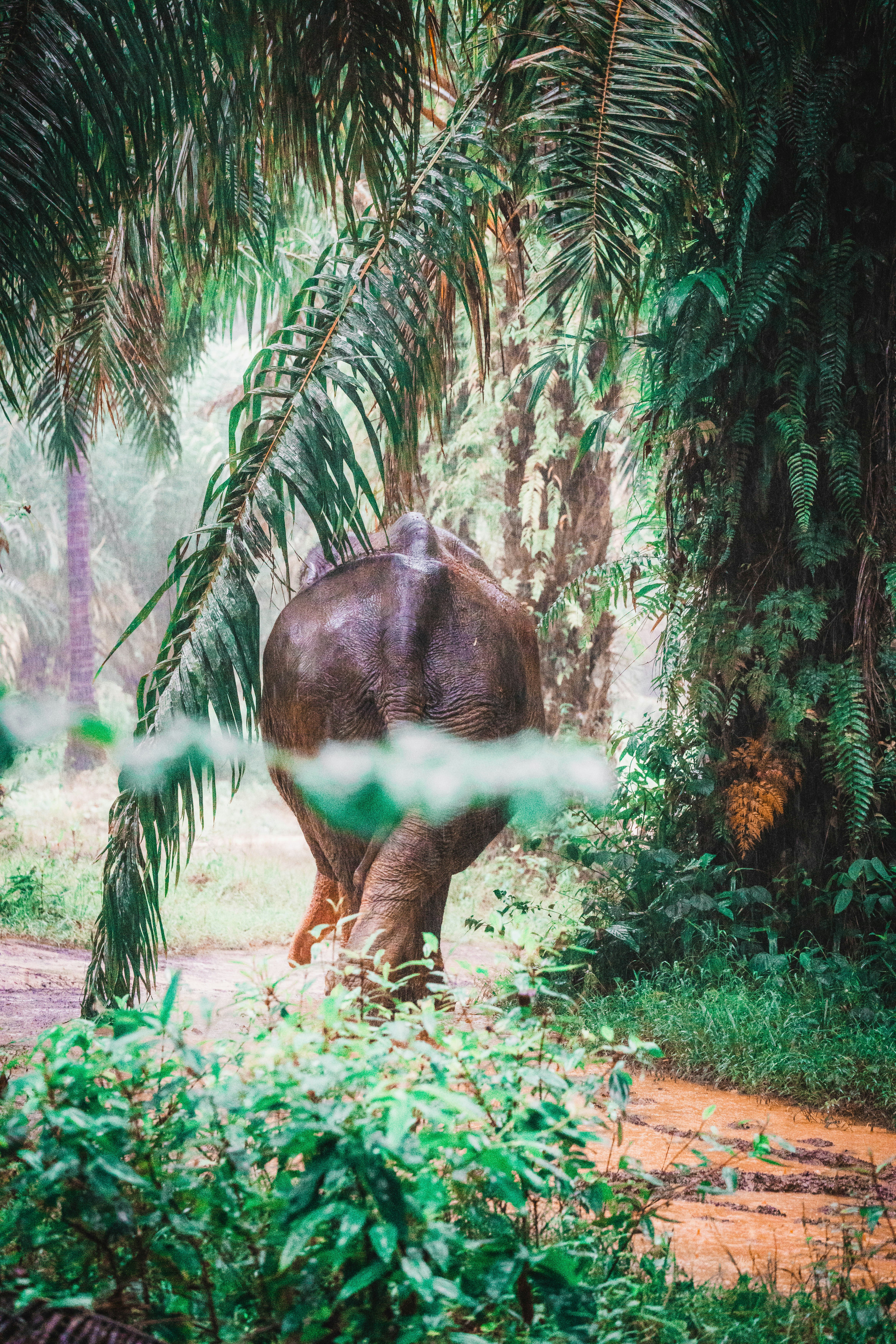 Hidden Giant: A lone elephant strides through misty tropical foliage