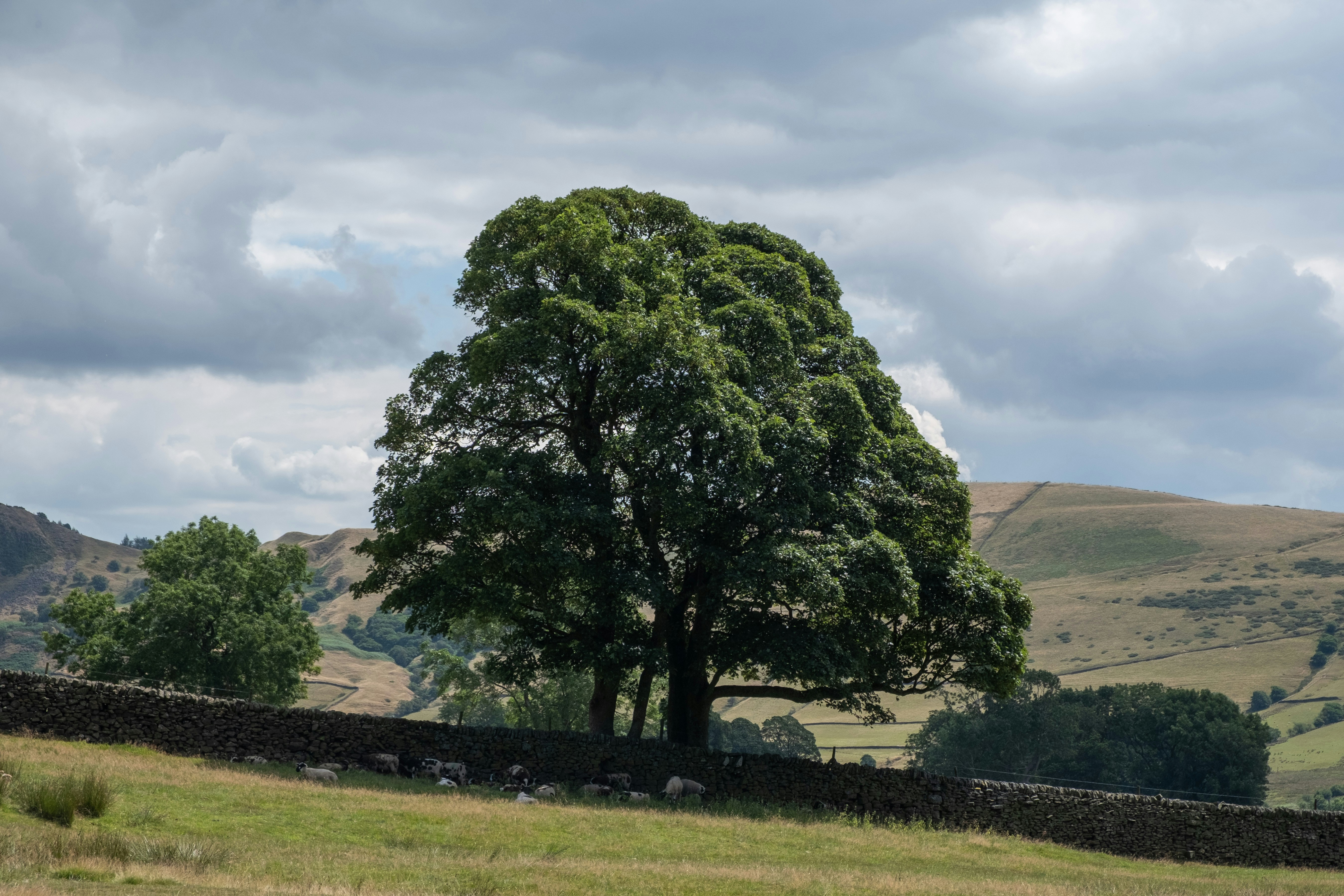 A solitary, lush tree stands behind a low dry stone wall in a rolling countryside under a partly cloudy sky.