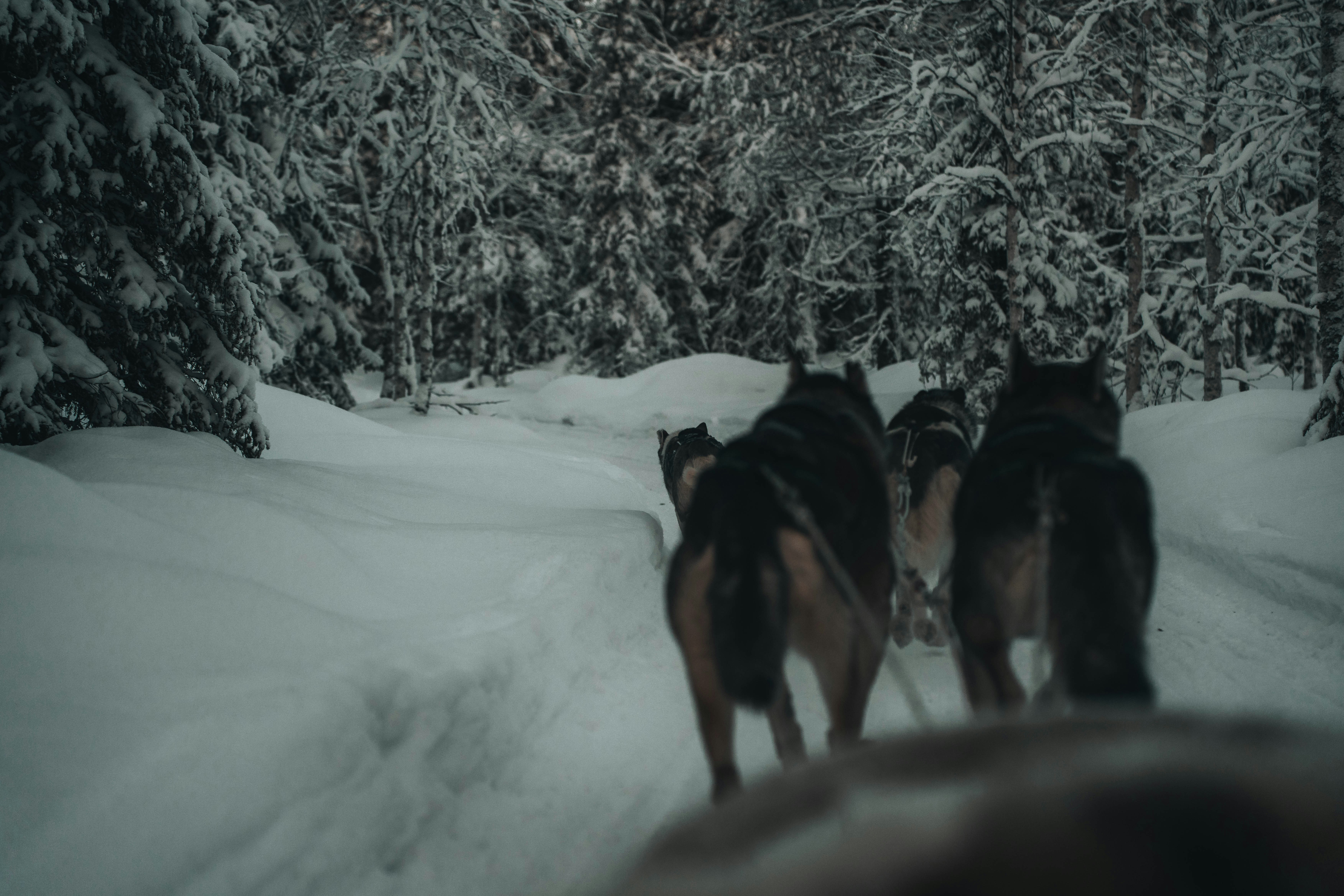 Snowbound Caravan: Horses Trek Through a Silent White Forest