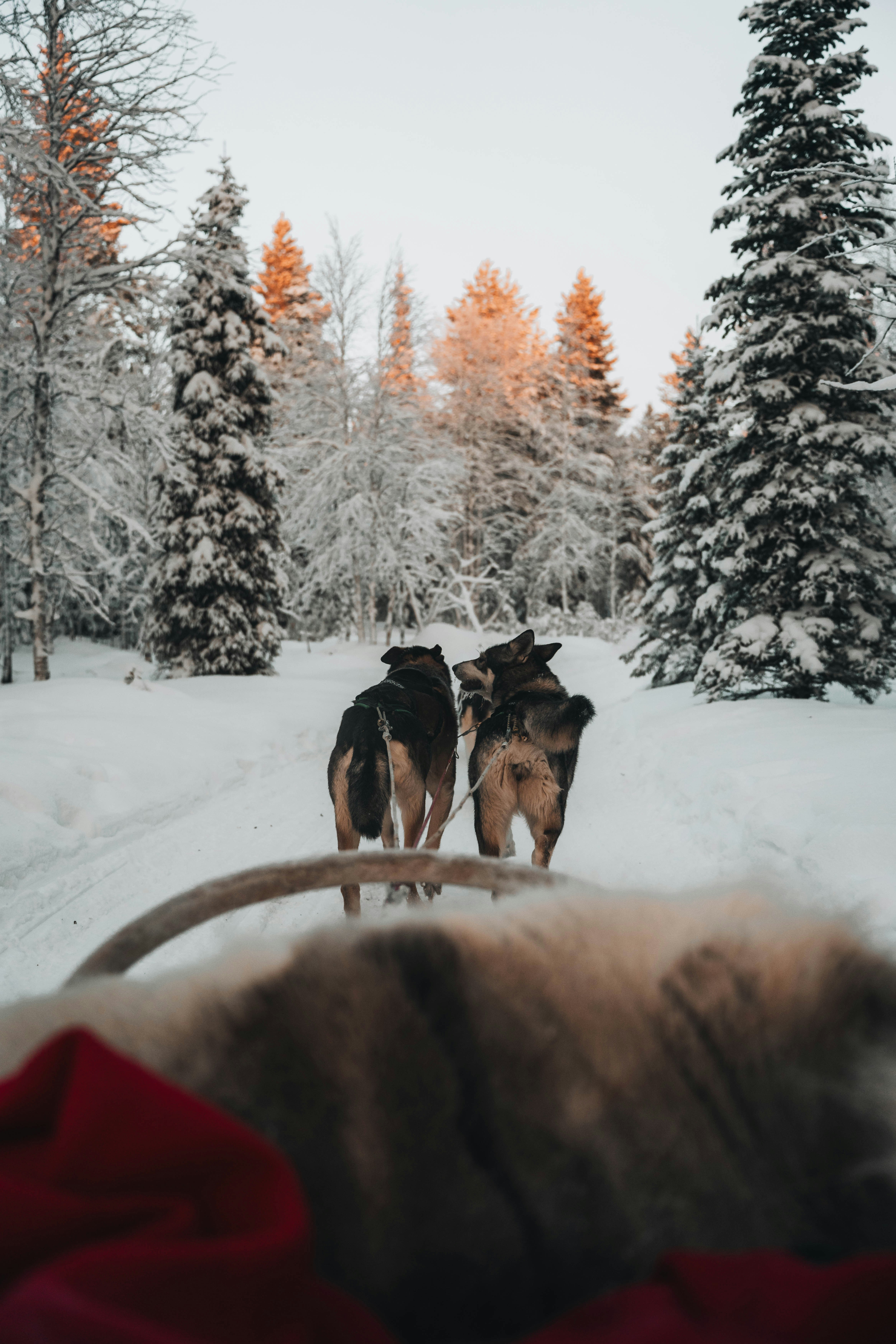 Hounds on the Snowy Trail: A Winter Dog Team in Concord
